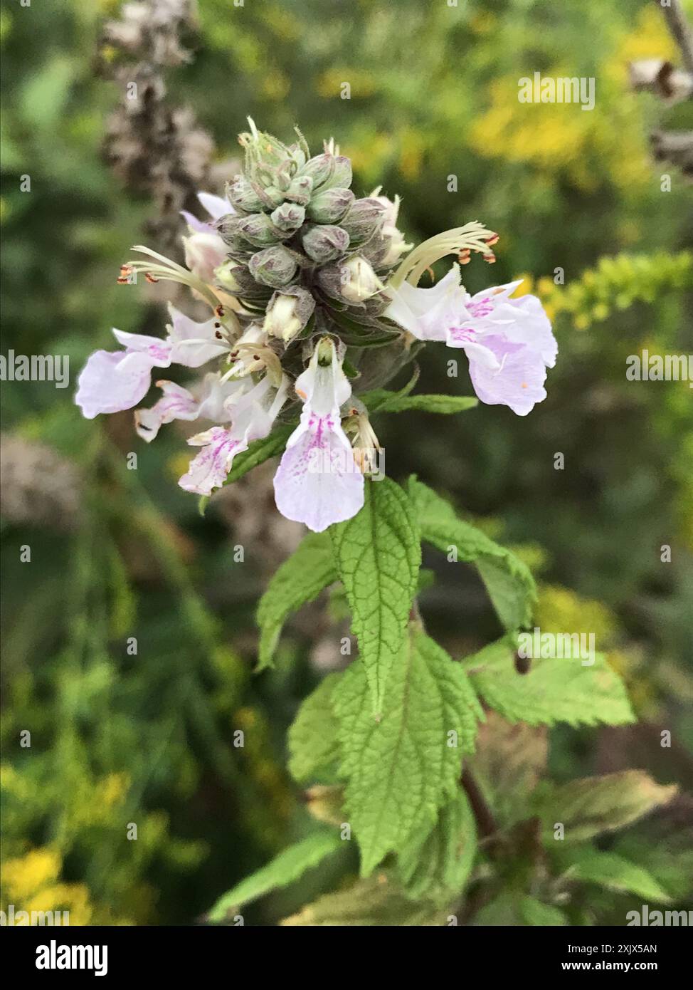 American germander (Teucrium canadense) Plantae Stock Photo - Alamy