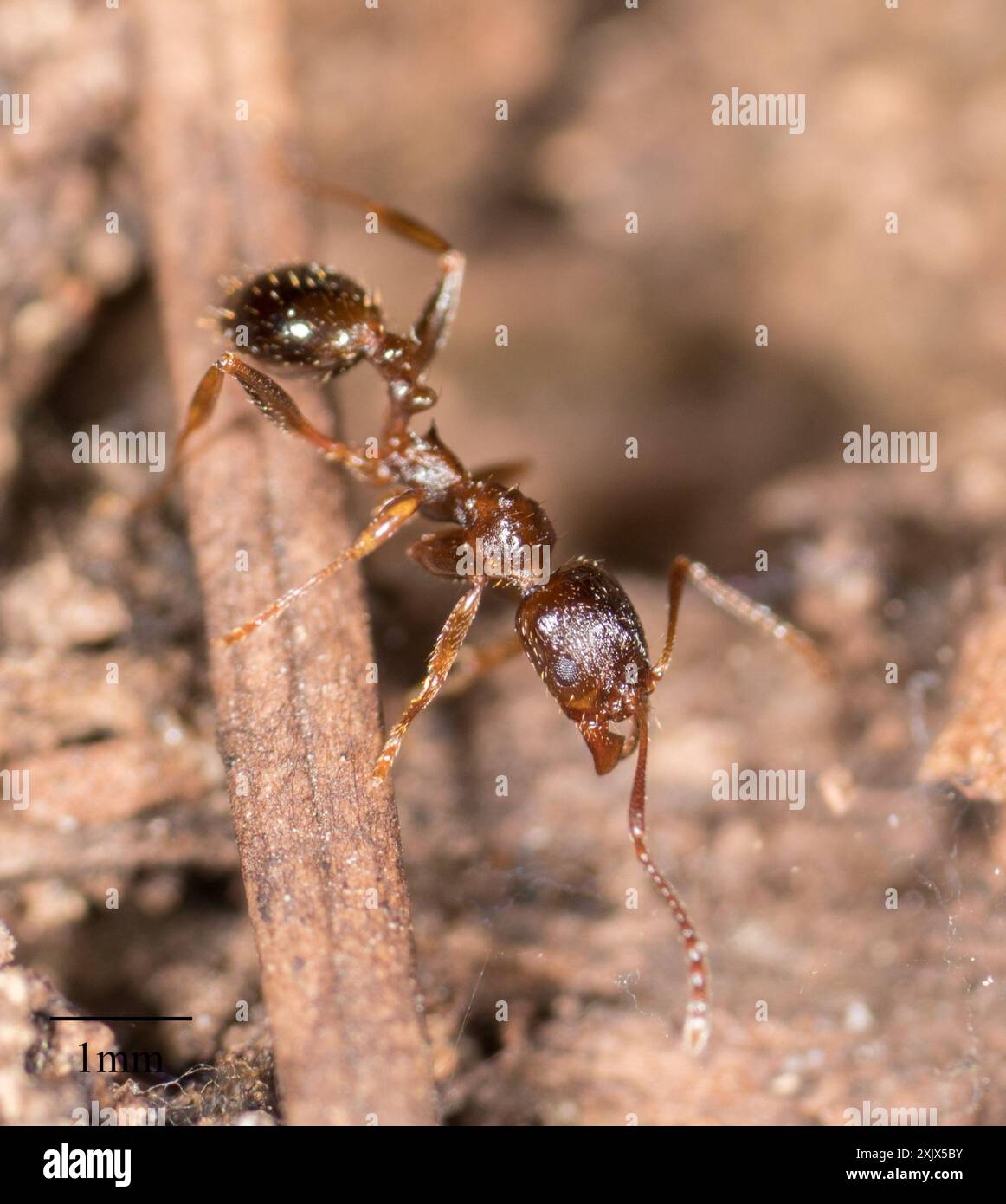 Western Collared Ant (Aphaenogaster occidentalis) Insecta Stock Photo ...