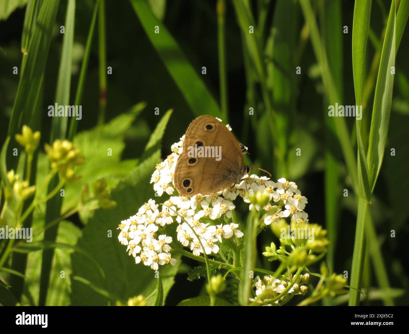 Little Wood Satyr (Megisto cymela) Insecta Stock Photo - Alamy