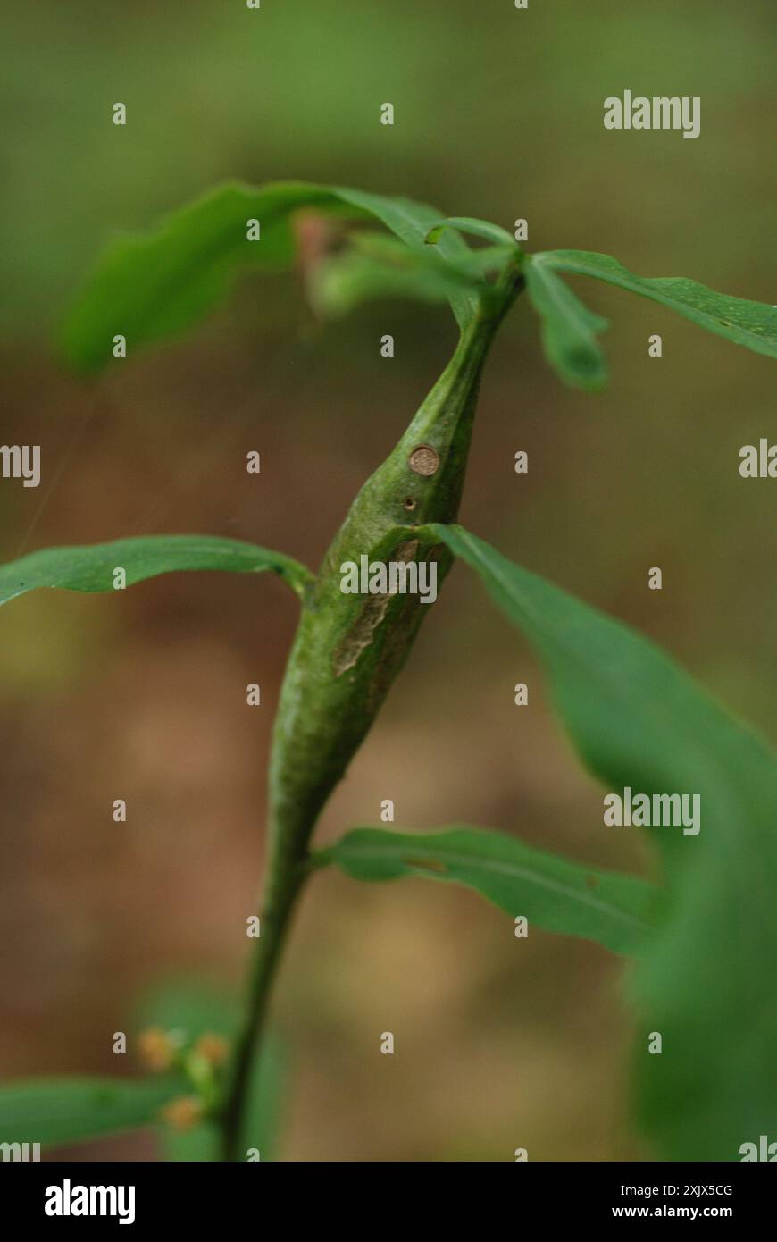 Goldenrod Elliptical-Gall Moth (Gnorimoschema gallaesolidaginis ...