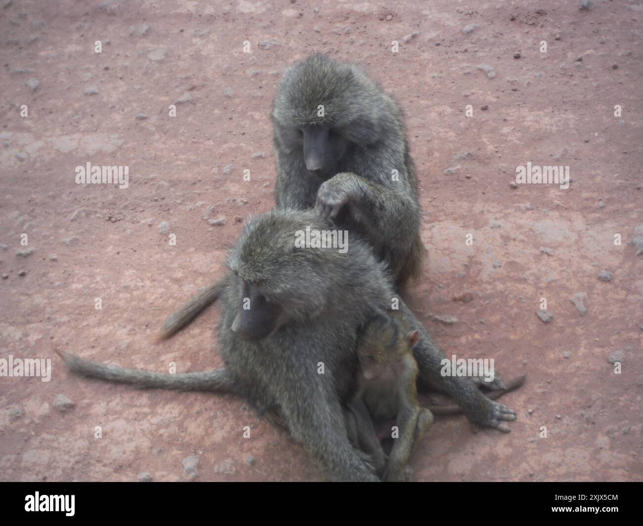 Olive Baboon (Papio anubis) Mammalia Stock Photo - Alamy