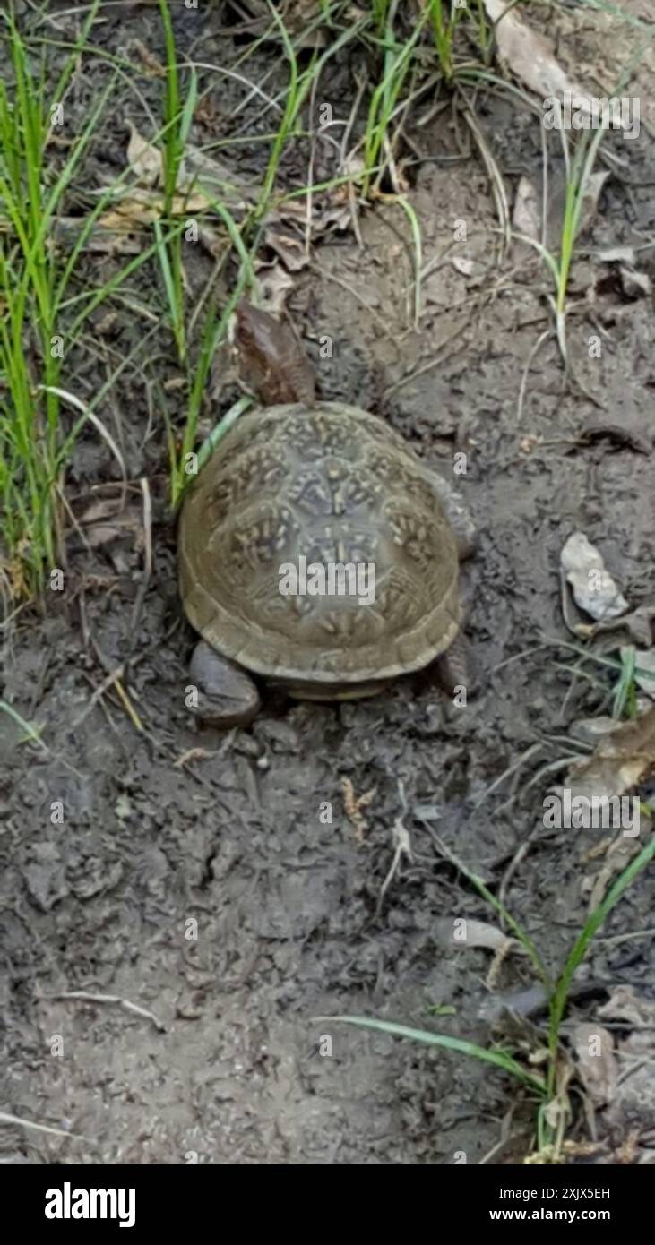 Three-toed Box Turtle (Terrapene triunguis) Reptilia Stock Photo - Alamy