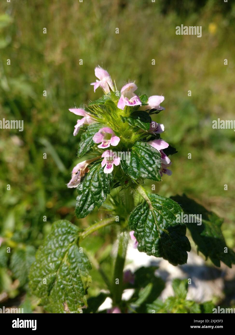 Common hemp-nettle (Galeopsis tetrahit) Plantae Stock Photo - Alamy