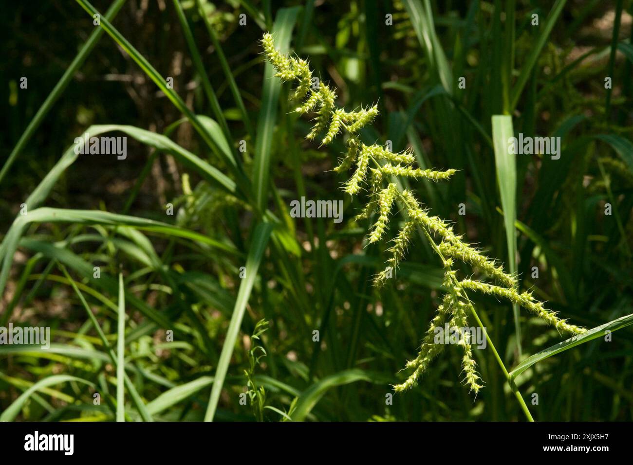 rough barnyard grass (Echinochloa muricata) Plantae Stock Photo - Alamy