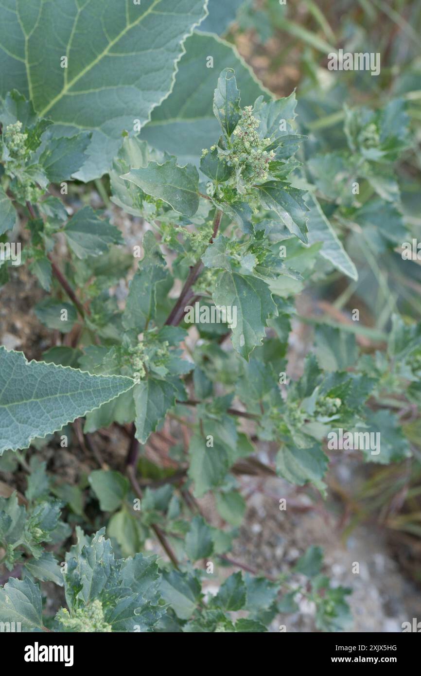 nettle-leaved goosefoot (Chenopodiastrum murale) Plantae Stock Photo ...