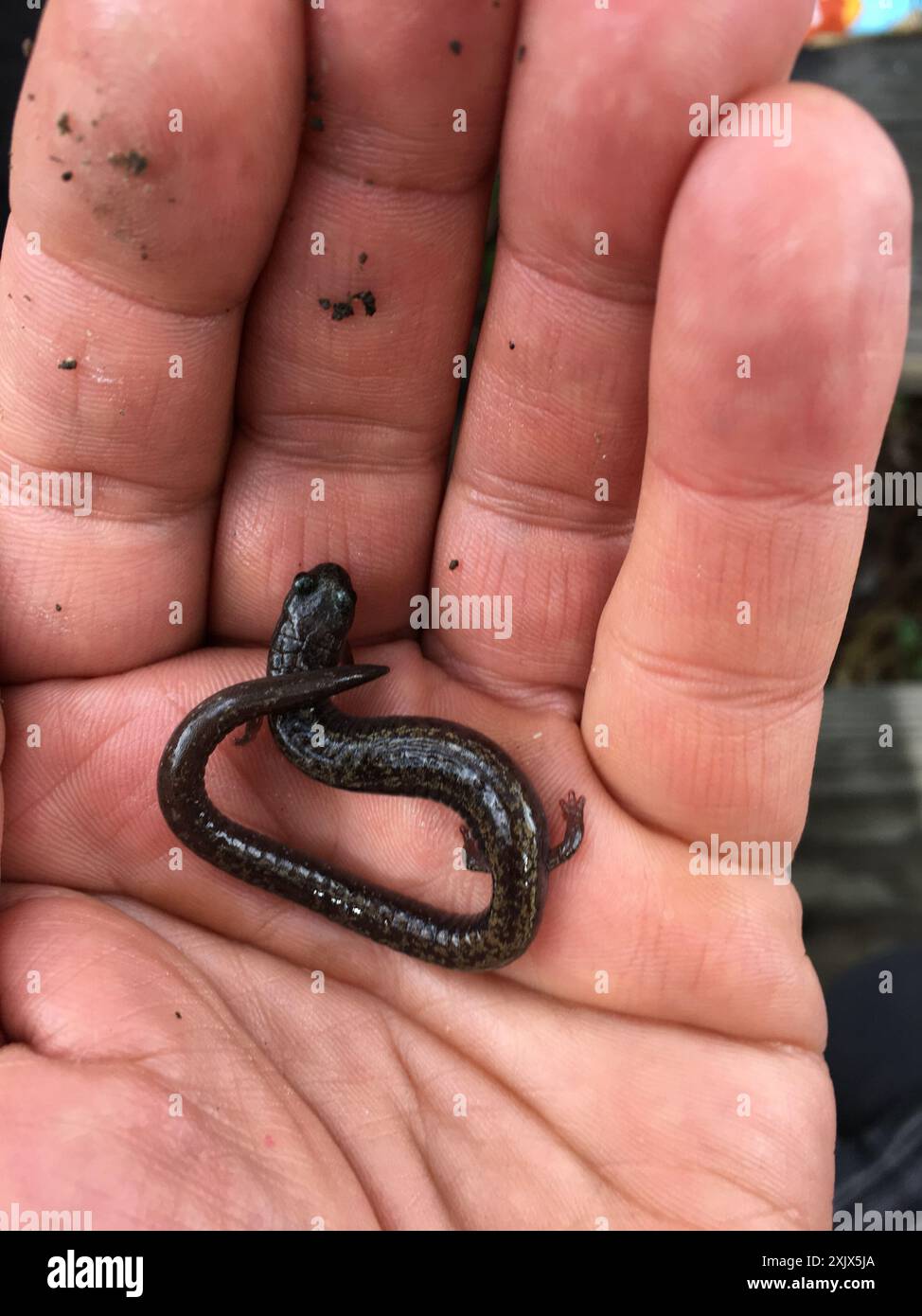 Channel Islands Slender Salamander (Batrachoseps pacificus) Amphibia ...