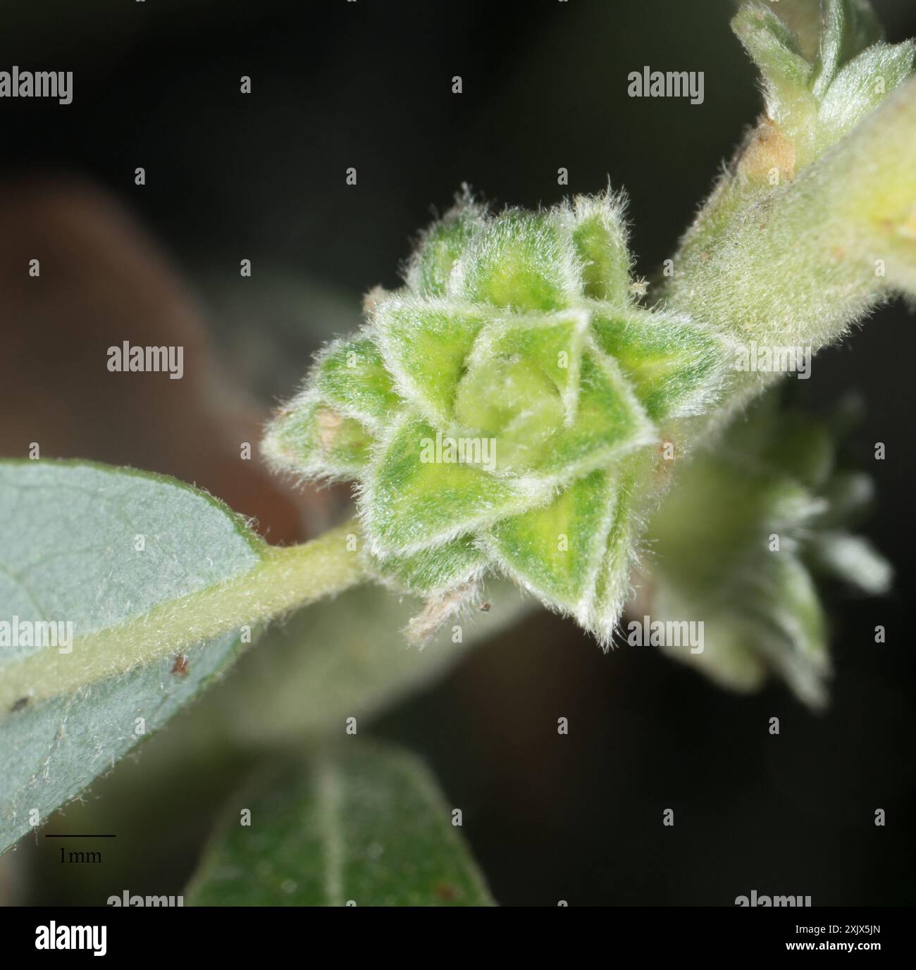 Willow Gall Midges (Rabdophaga) Insecta Stock Photo - Alamy