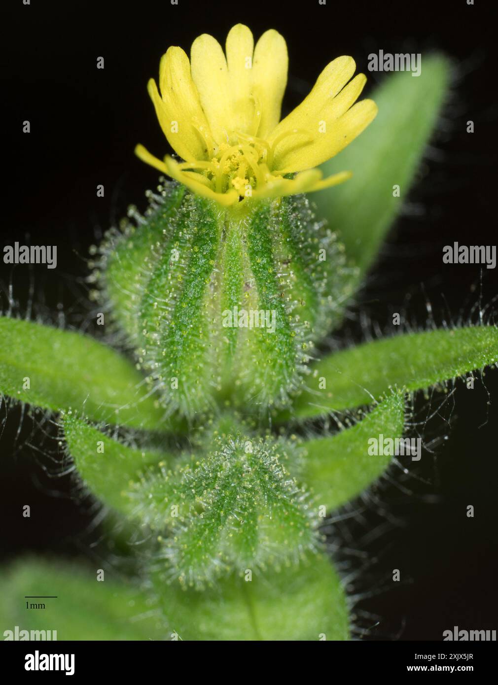 grassy tarweed (Madia gracilis) Plantae Stock Photo - Alamy