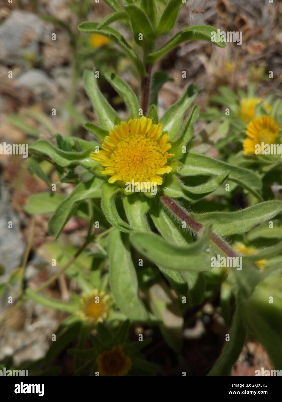 Golden-star (Asteriscus aquaticus) Plantae Stock Photo - Alamy