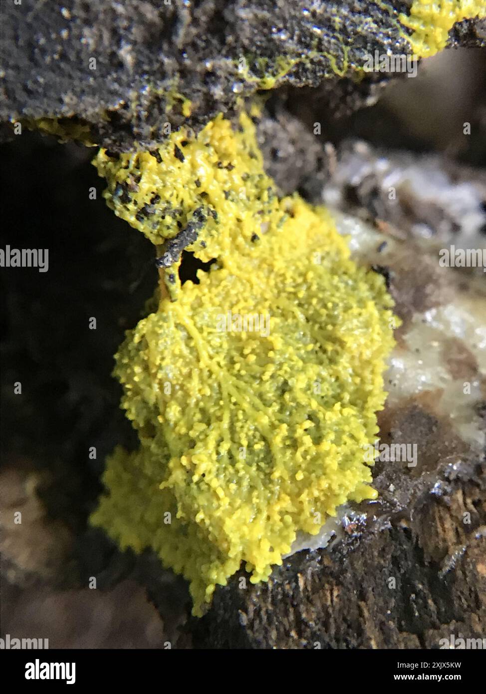 slime molds (Mycetozoa) Protozoa Stock Photo - Alamy