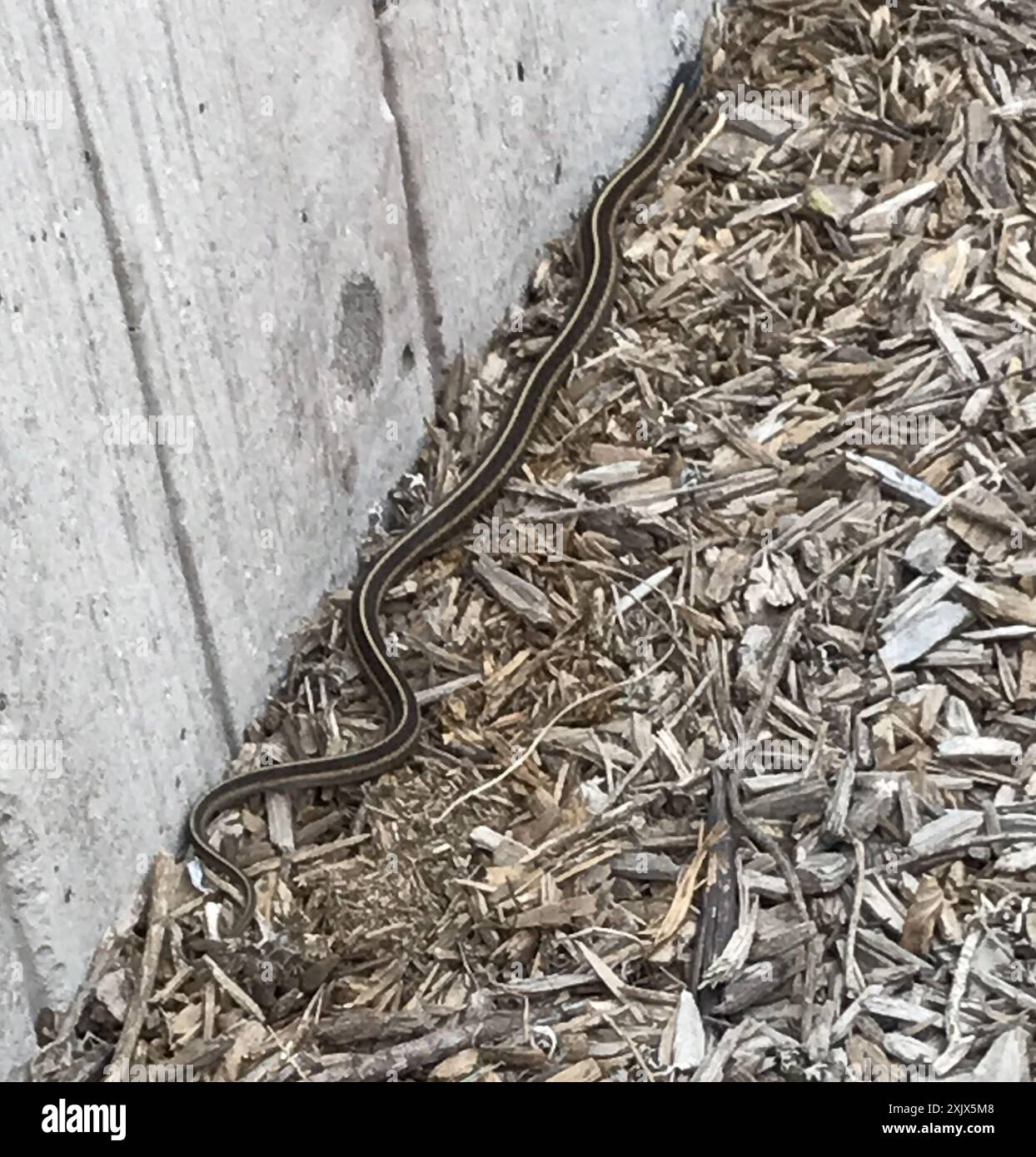 Coast Garter Snake (Thamnophis elegans terrestris) Reptilia Stock Photo ...