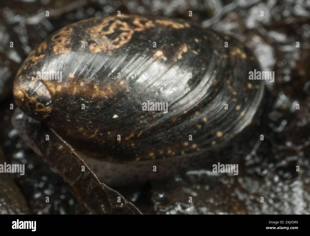 Amber Snails (Succineidae) Mollusca Stock Photo - Alamy