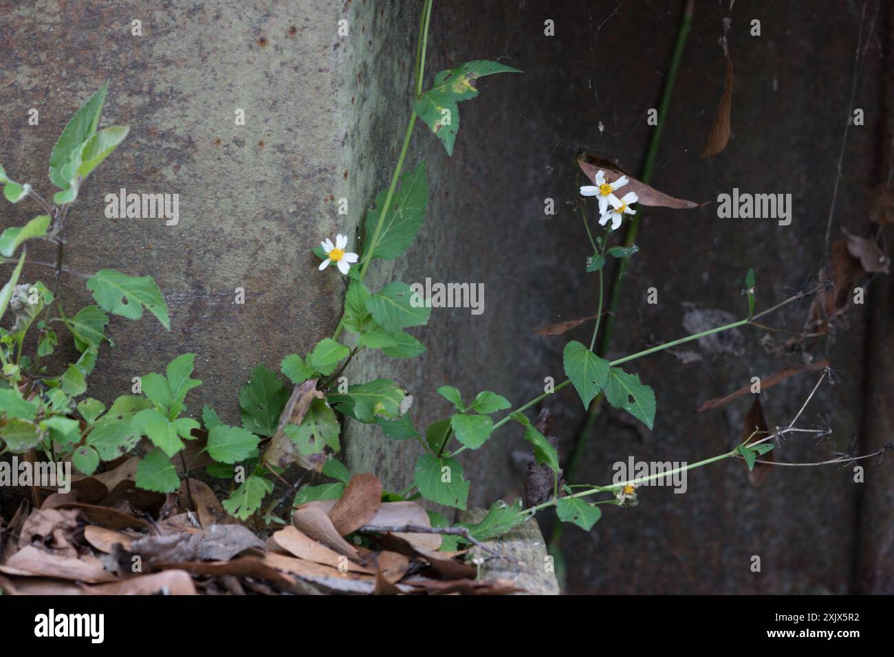 White beggarticks (Bidens alba) Plantae Stock Photo - Alamy
