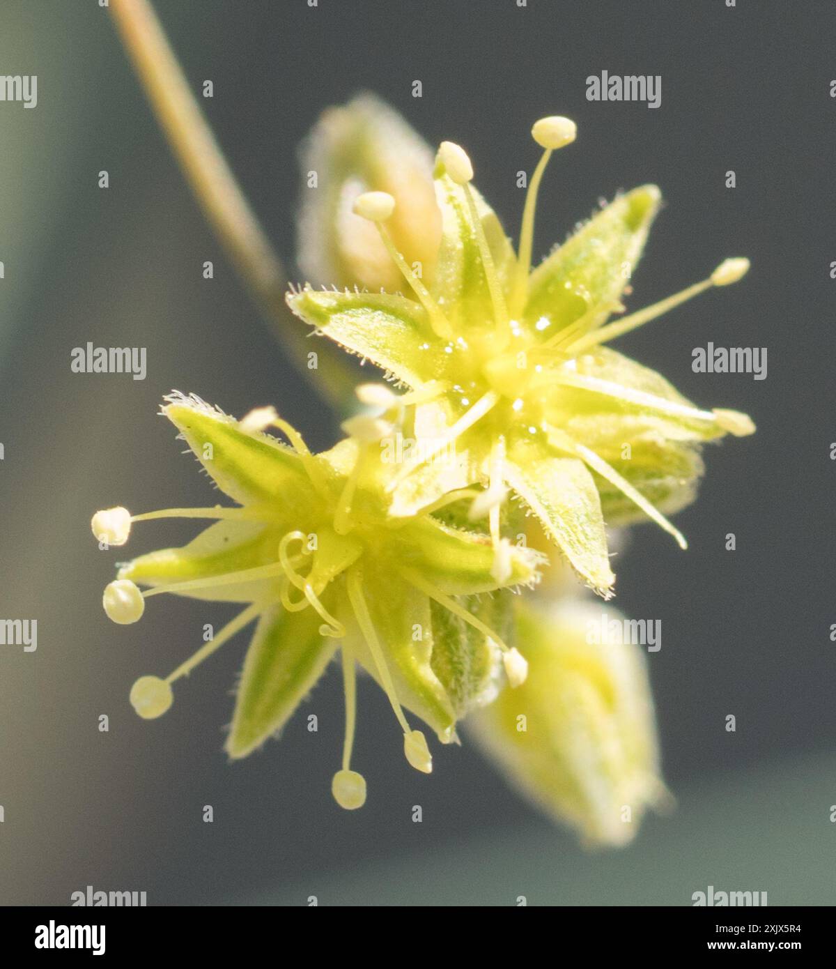 Desert Trumpet (Eriogonum inflatum) Plantae Stock Photo - Alamy