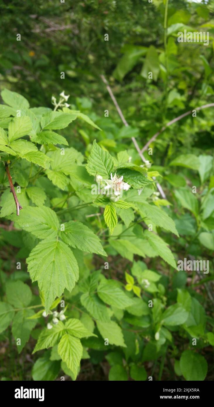 black raspberry (Rubus occidentalis) Plantae Stock Photo - Alamy