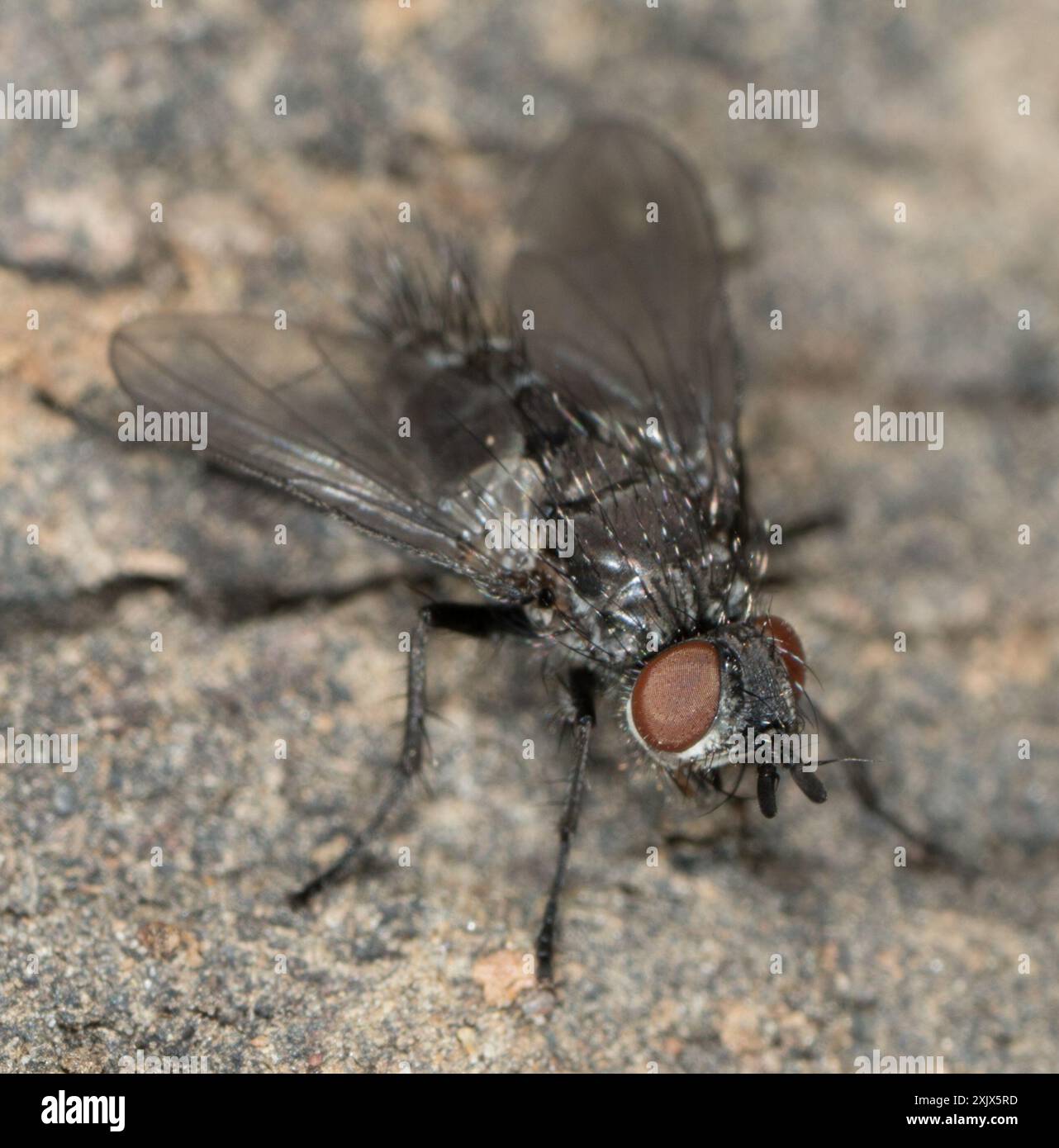 Bristle Flies (Tachinidae) Insecta Stock Photo - Alamy