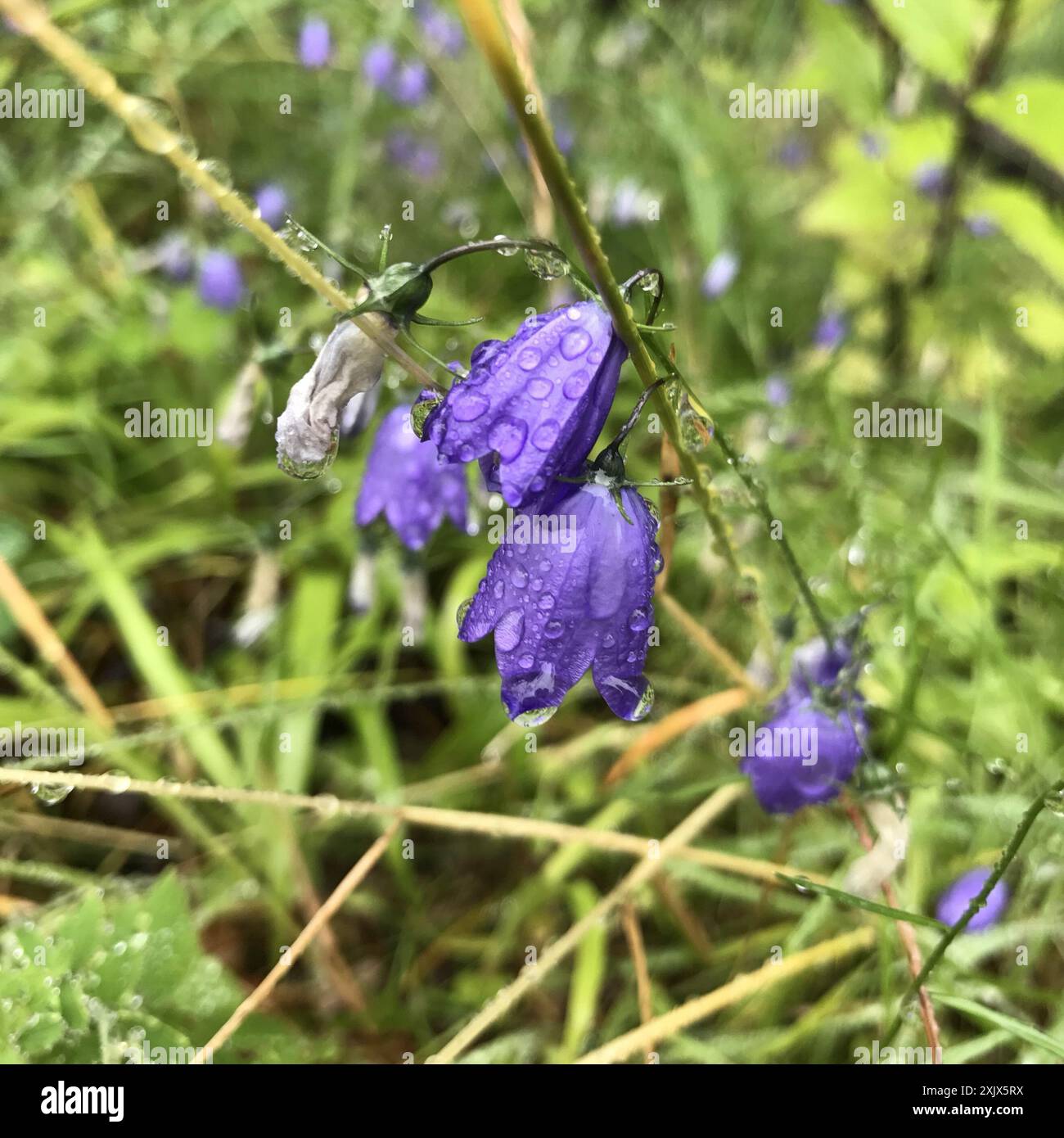 Common Harebell (Campanula rotundifolia) Plantae Stock Photo - Alamy