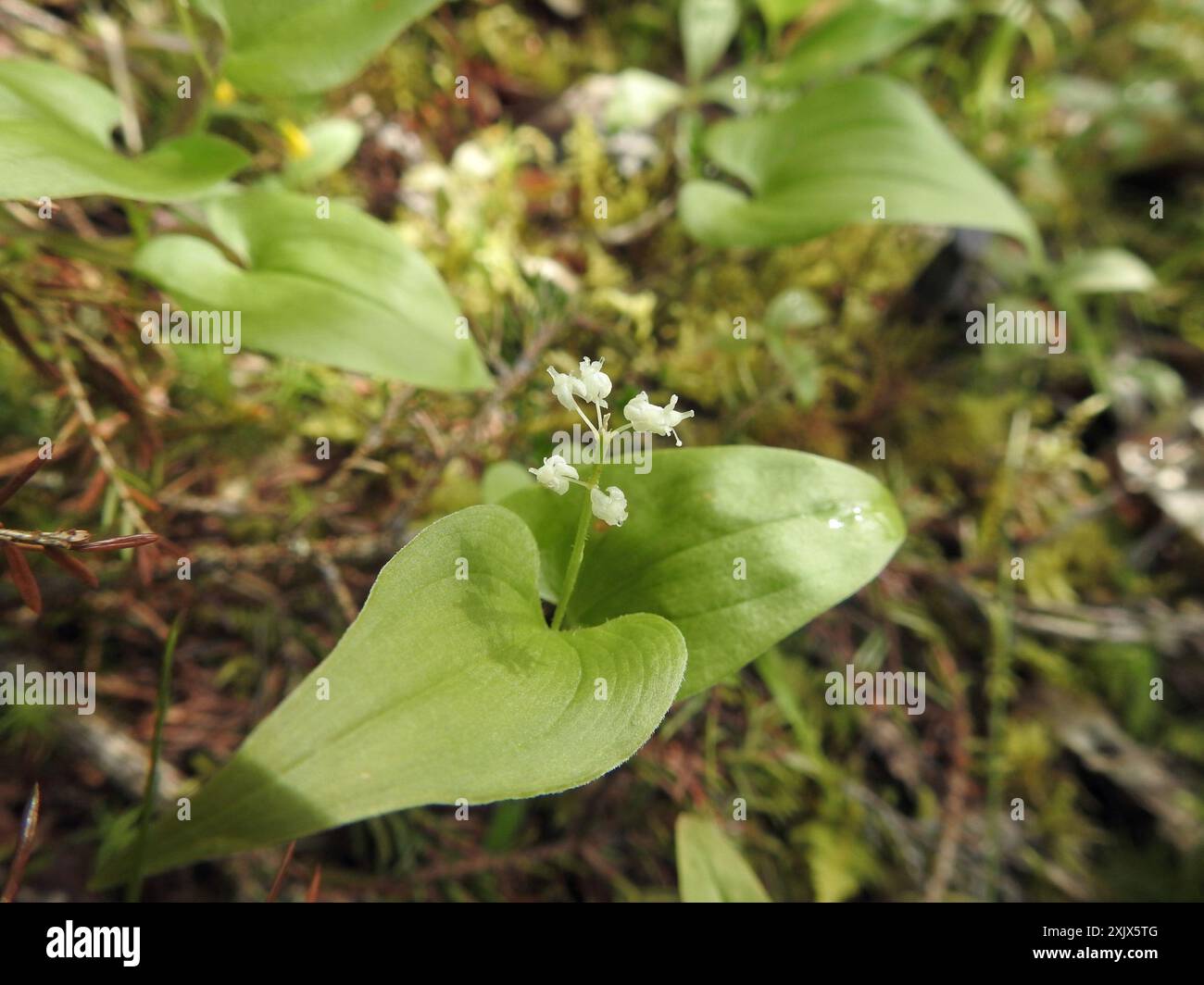 May Lily (Maianthemum bifolium) Plantae Stock Photo - Alamy