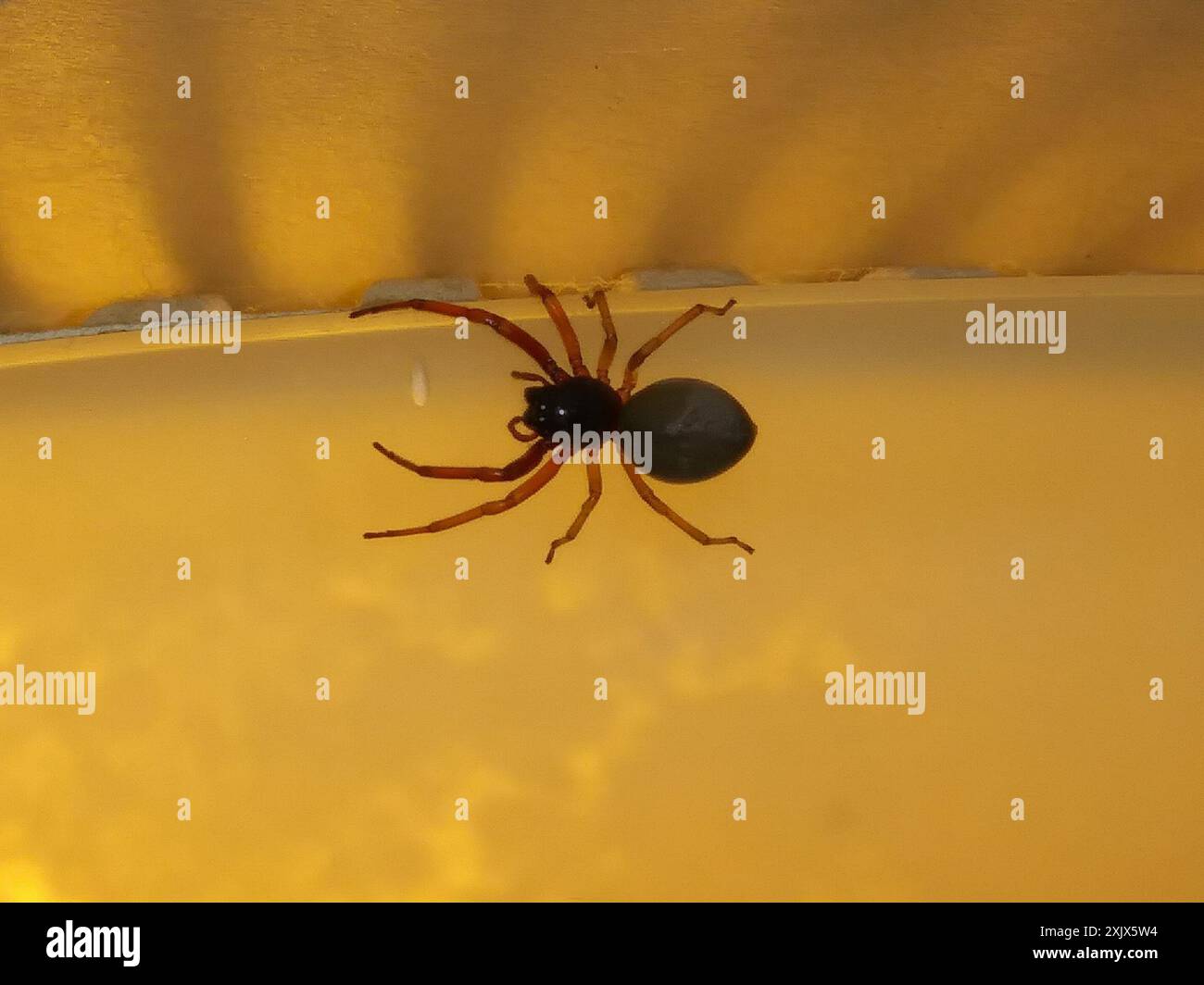 Broad-faced Sac Spider (Trachelas tranquillus) Arachnida Stock Photo ...