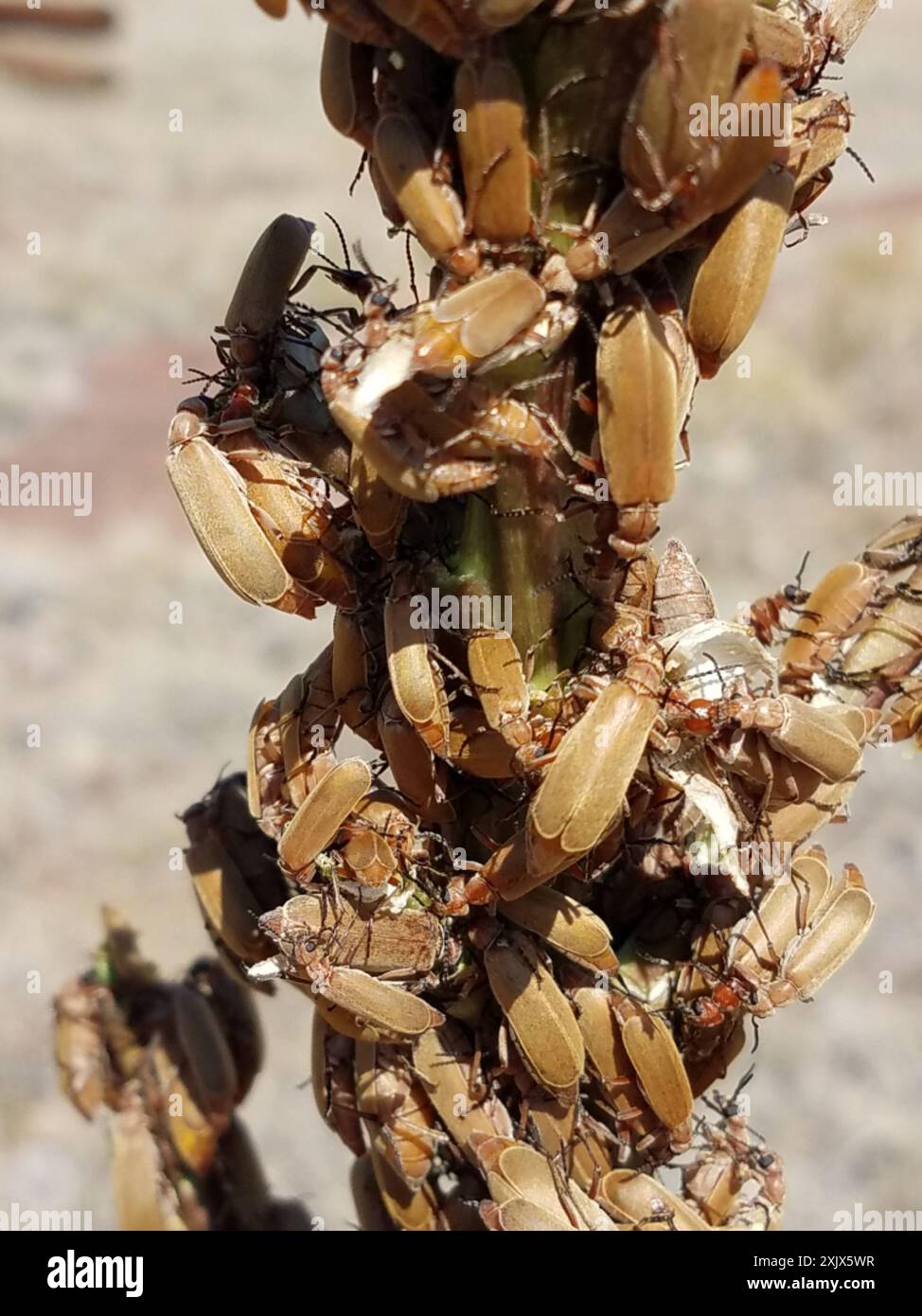 Ochrea hi-res stock photography and images - Alamy