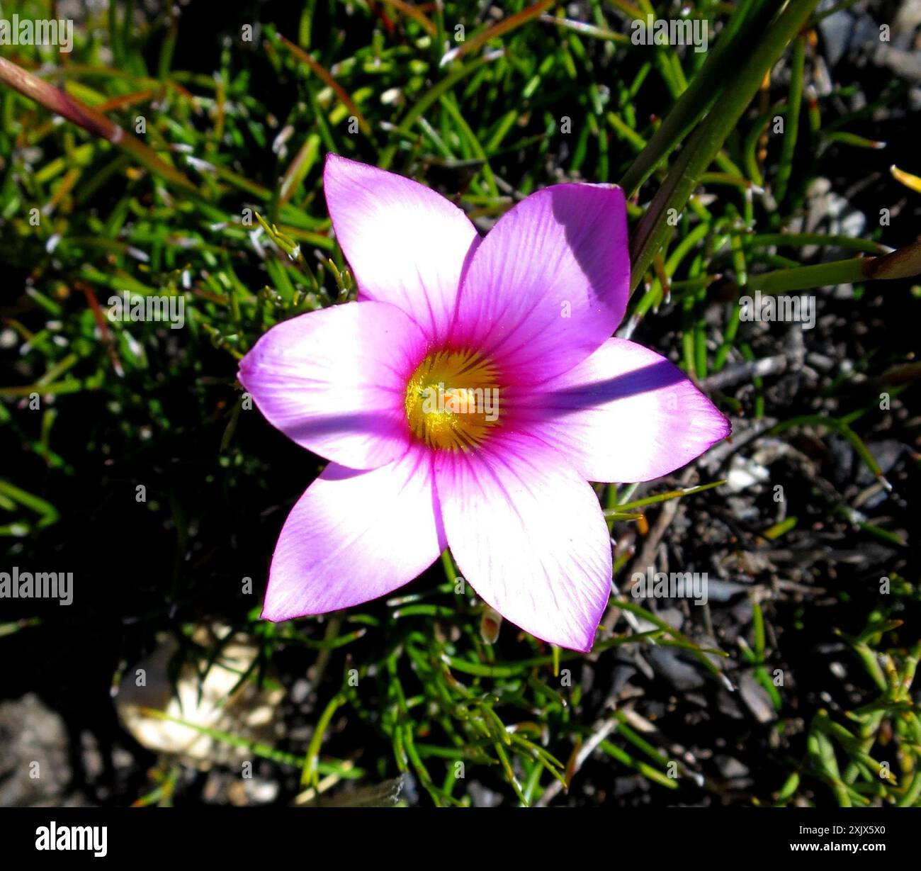 Common Rosy Froetang (Romulea rosea rosea) Plantae Stock Photo - Alamy