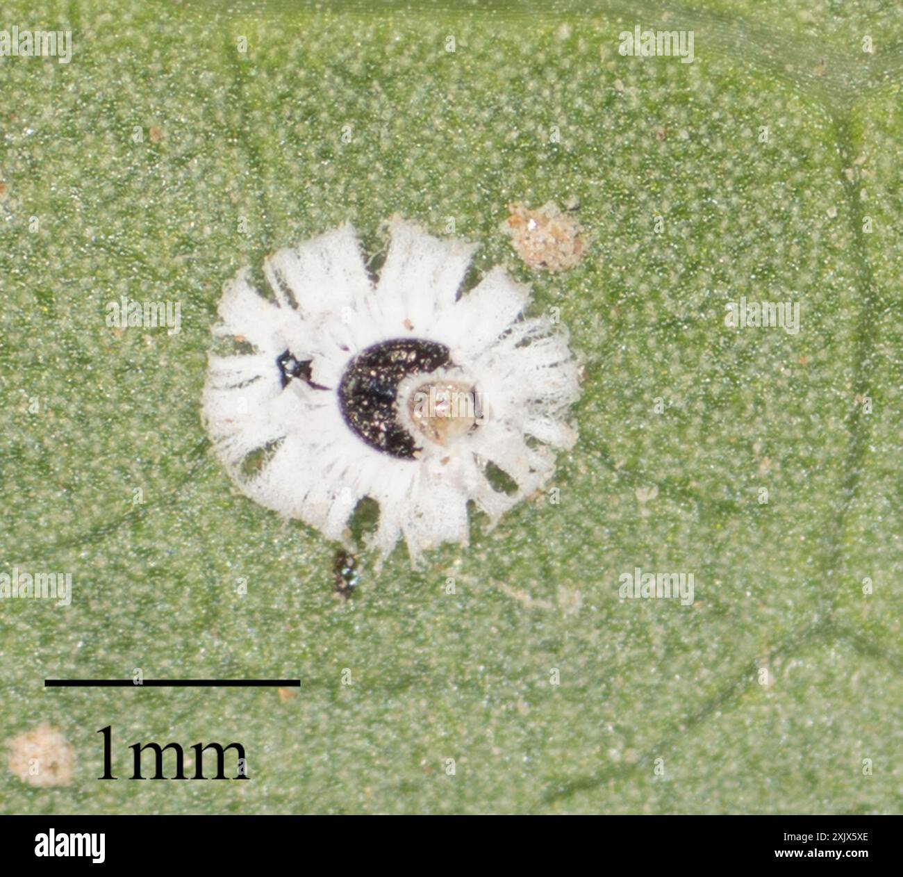 Whiteflies (Aleyrodidae) Insecta Stock Photo - Alamy