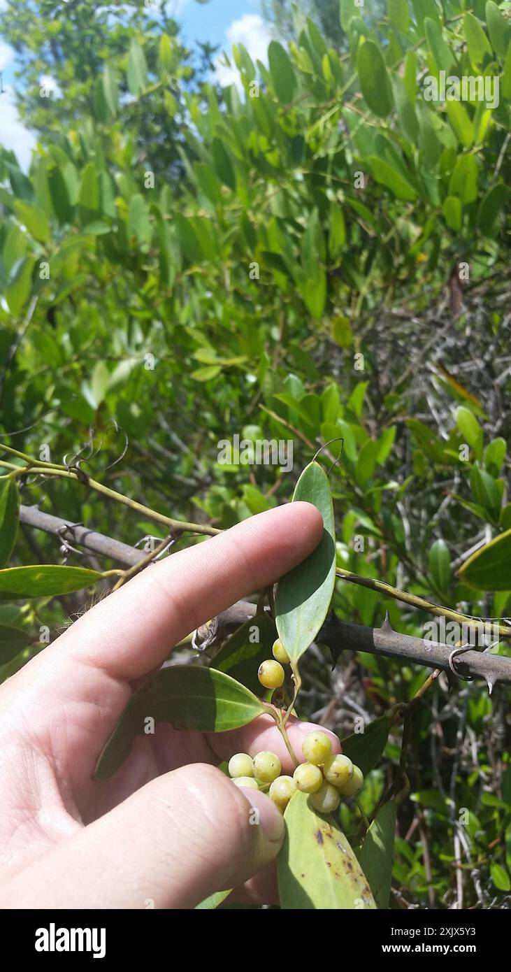 laurel-leaf greenbrier (Smilax laurifolia) Plantae Stock Photo - Alamy