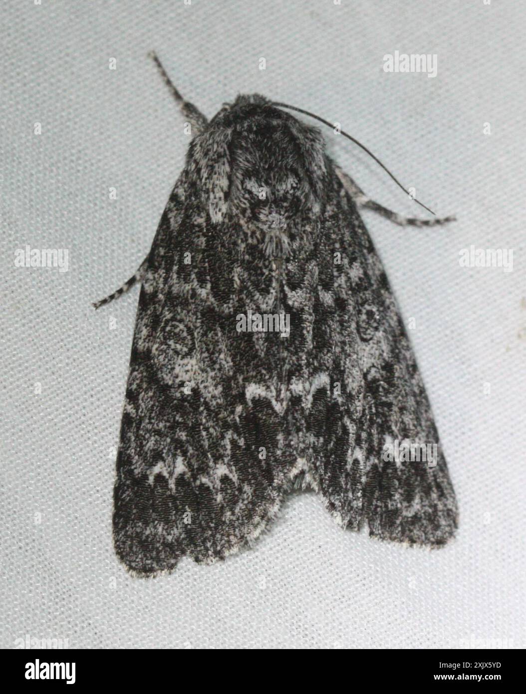 Dagger Moths (Acronicta) Insecta Stock Photo - Alamy