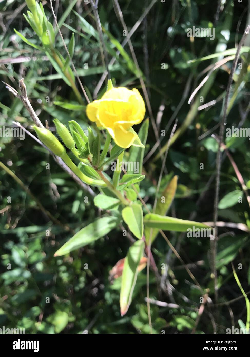 evening primrose family (Onagraceae) Plantae Stock Photo - Alamy