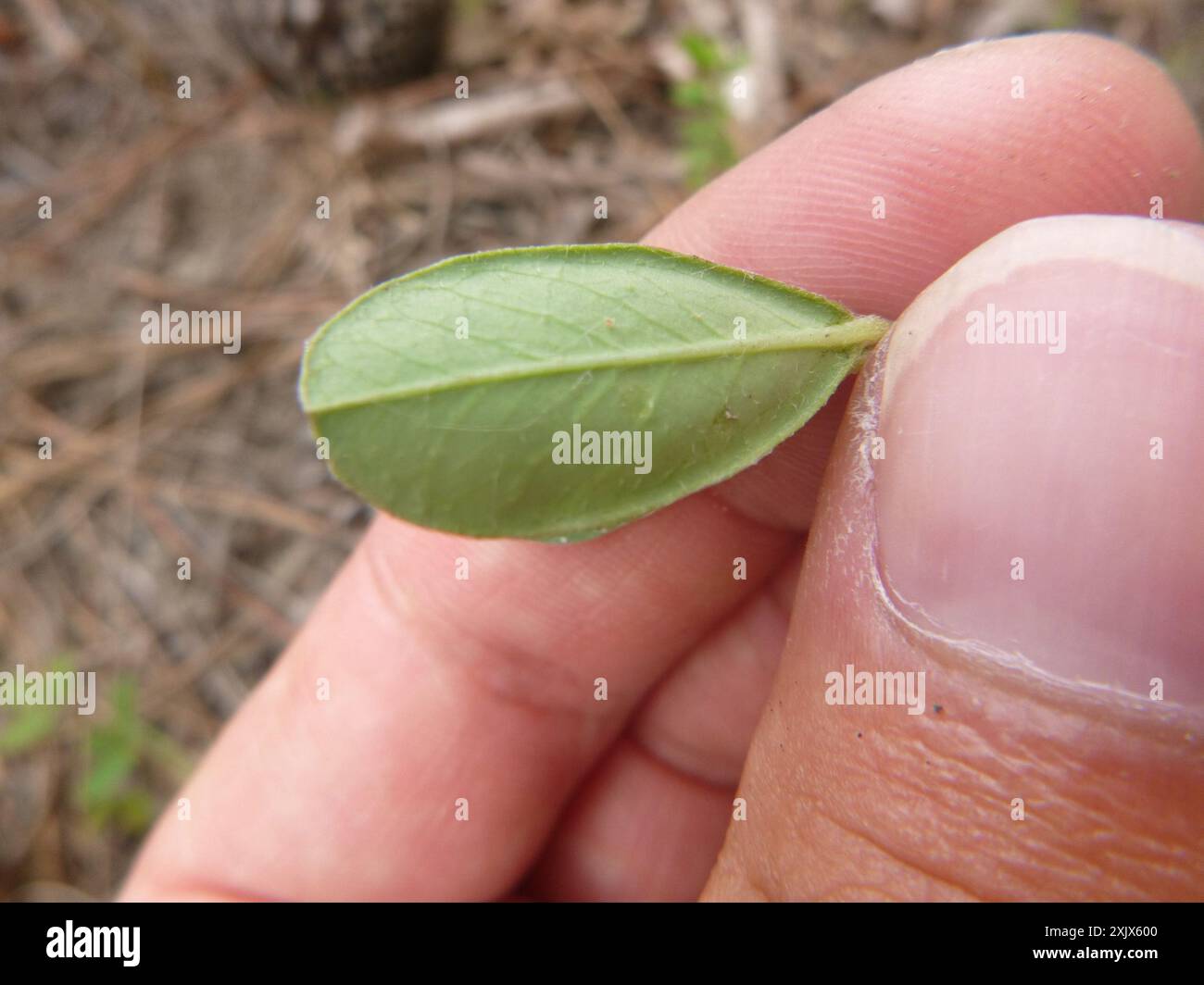 False Flowering Spurge (Euphorbia pubentissima) Plantae Stock Photo - Alamy