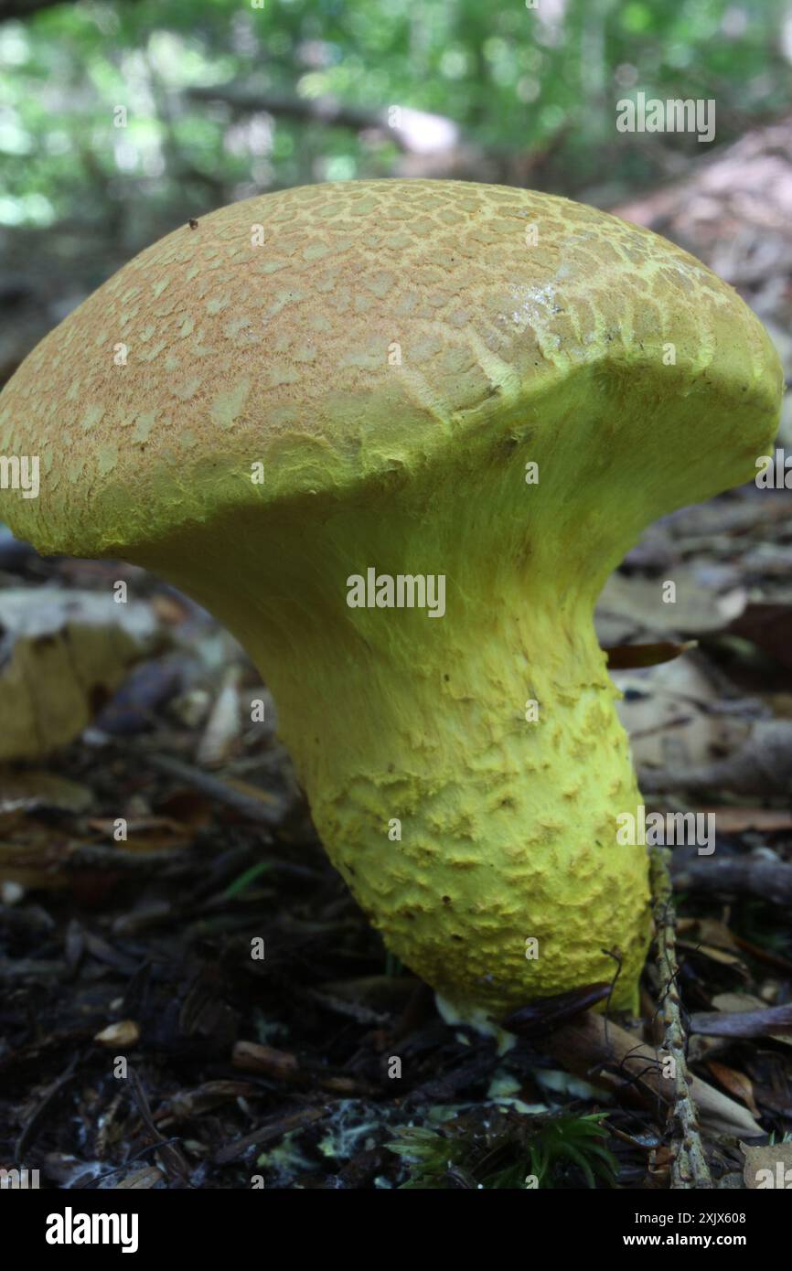 powdery sulfur bolete (Pulveroboletus ravenelii) Fungi Stock Photo - Alamy