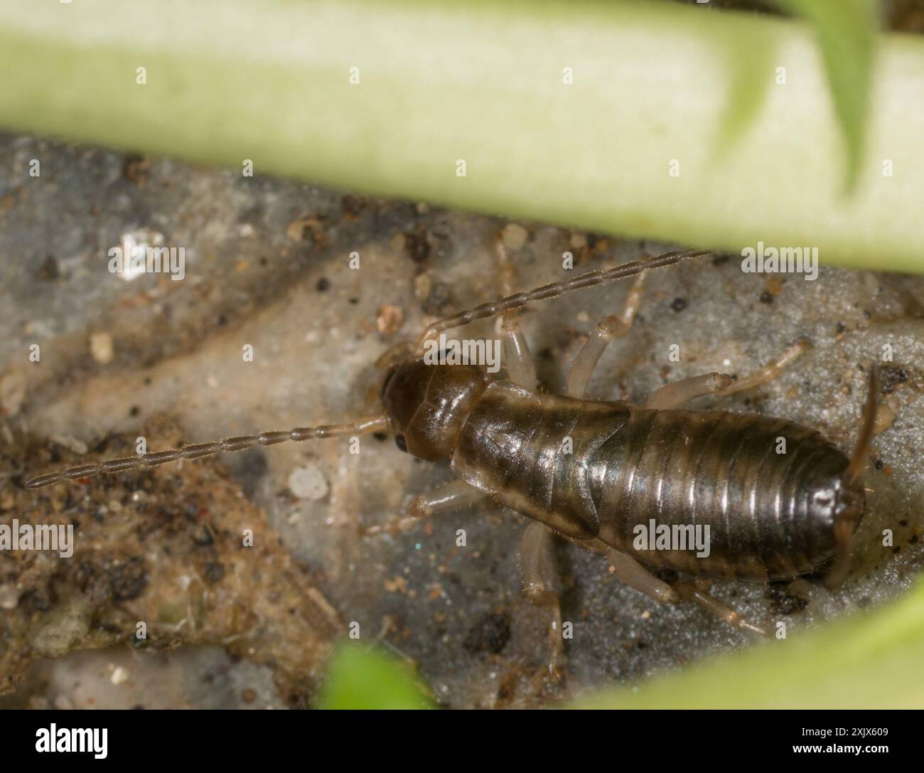 European Earwig Complex (Forficula auricularia) Insecta Stock Photo - Alamy