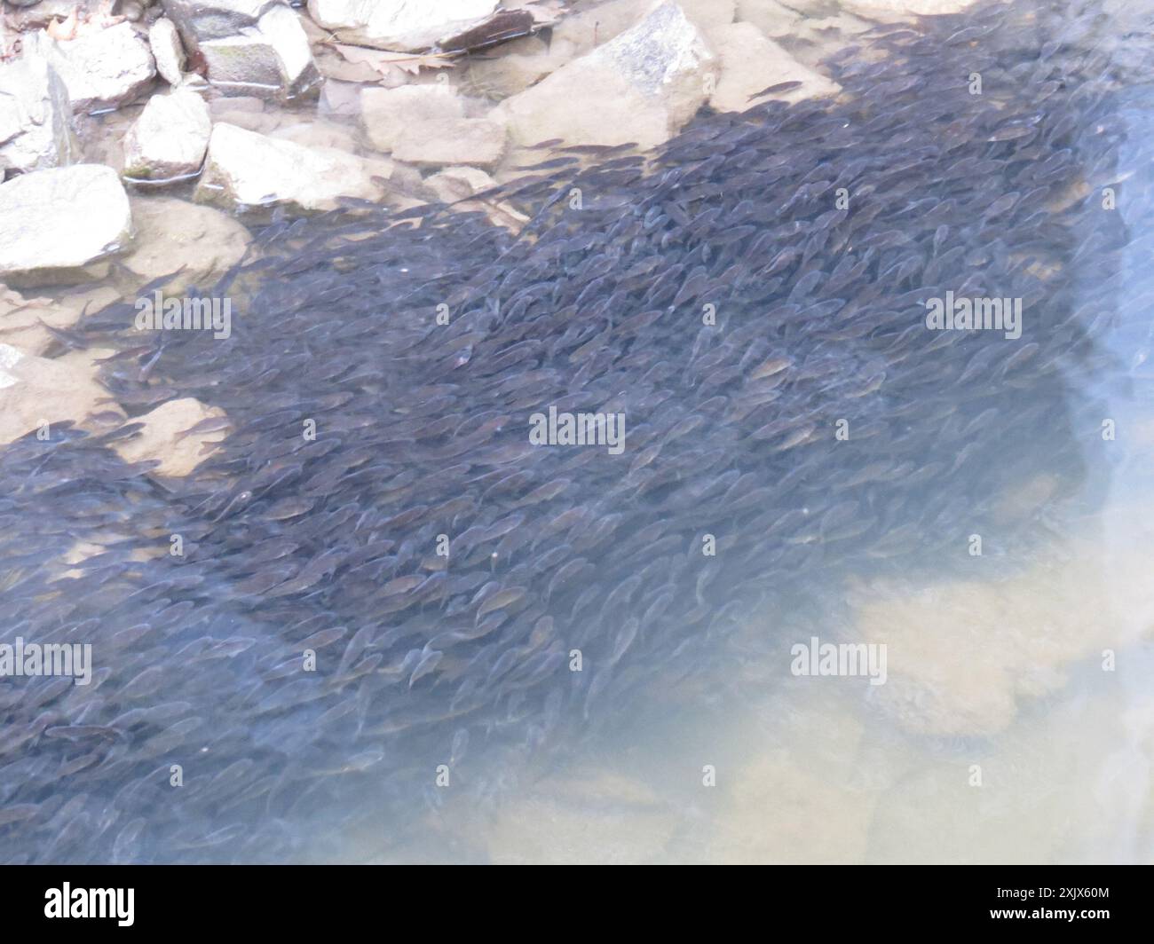Typical carps hi-res stock photography and images - Alamy