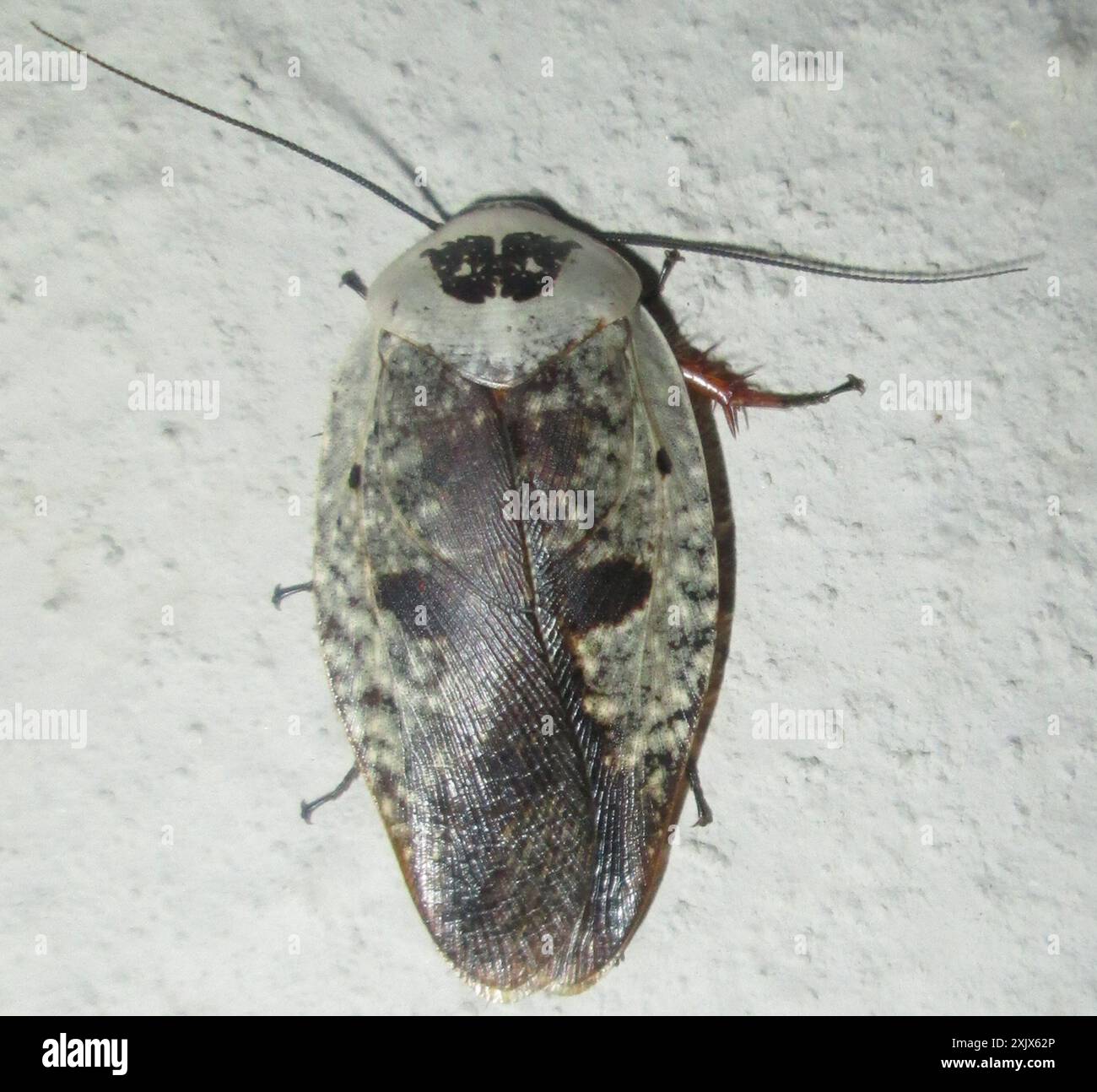 Ghost Porcelain Roach (Gyna caffrorum) Insecta Stock Photo - Alamy