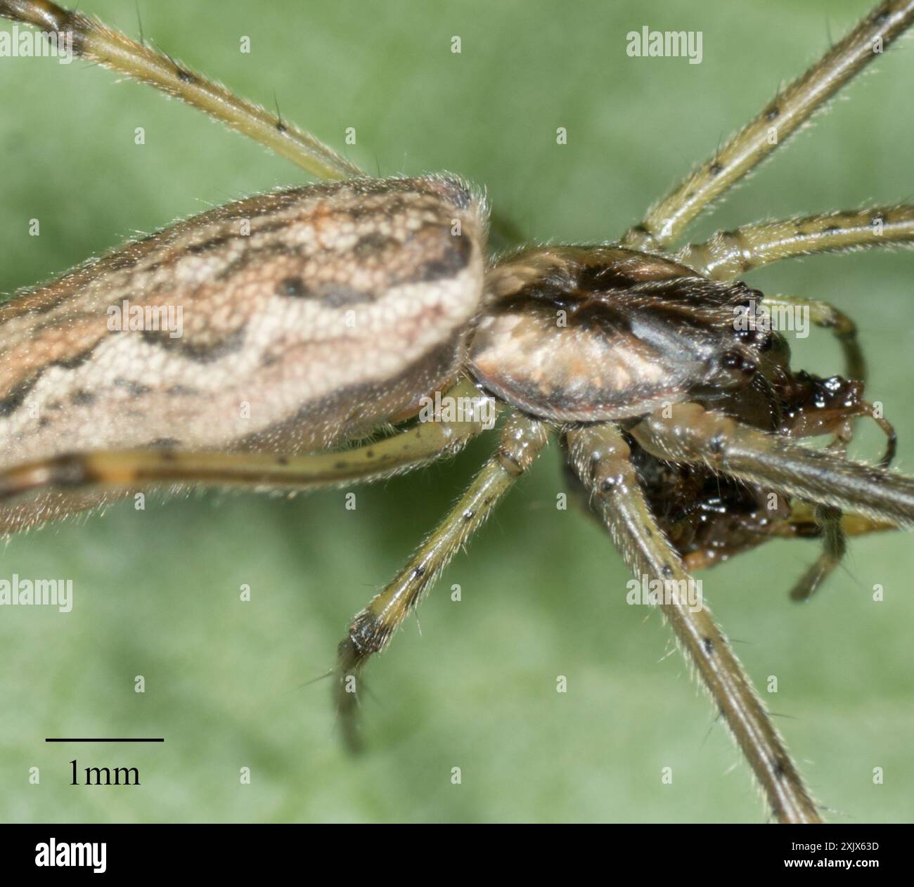 Stretch Spiders (Tetragnatha) Arachnida Stock Photo - Alamy