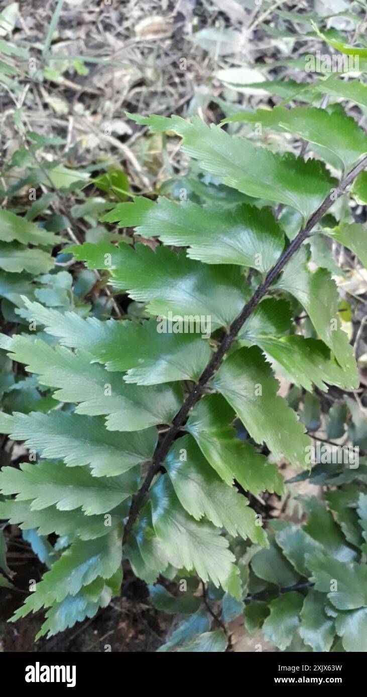 Mare's Tail Fern (Asplenium polyodon) Plantae Stock Photo - Alamy