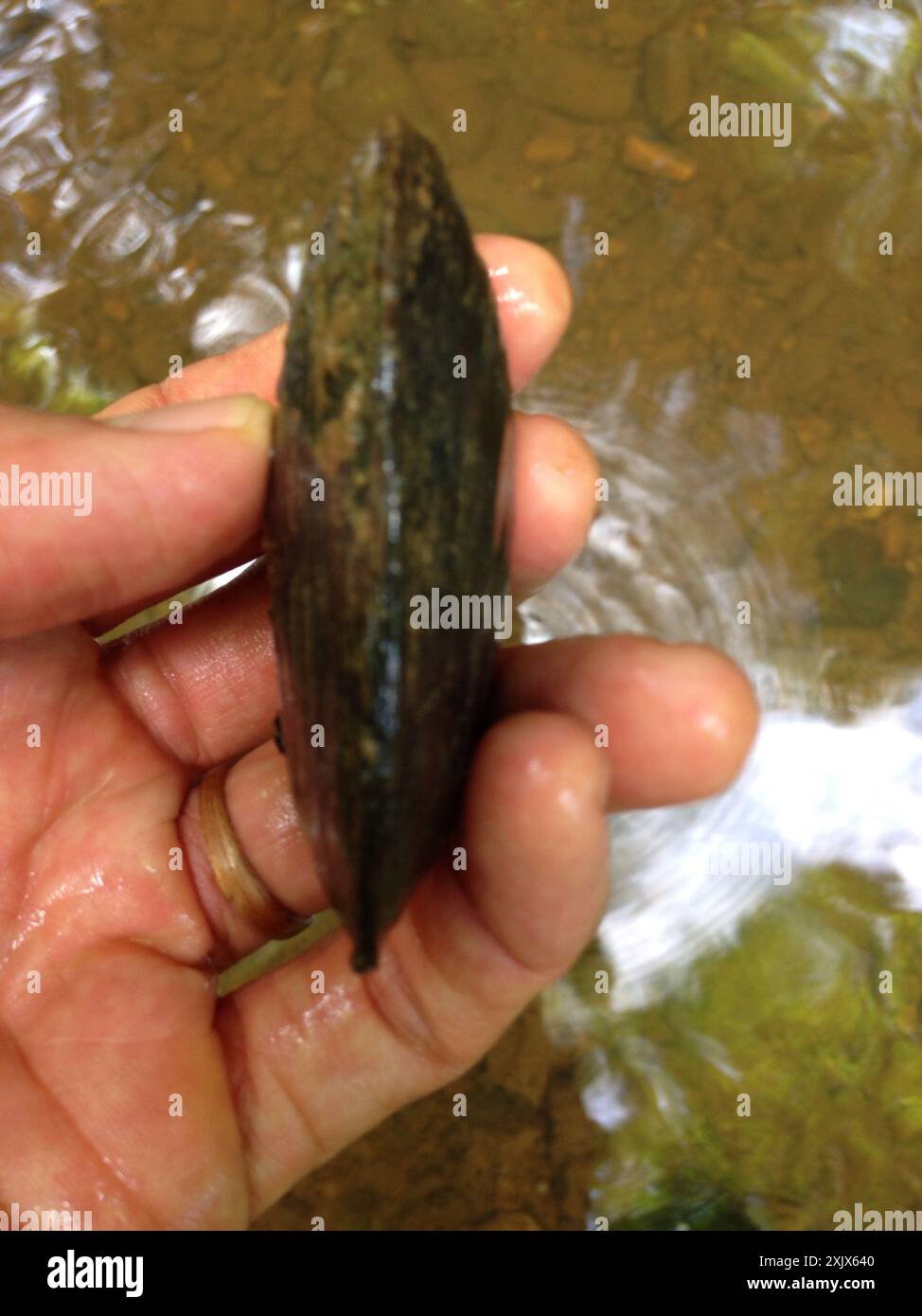 Eastern Pondhorn (Uniomerus carolinianus) Mollusca Stock Photo - Alamy