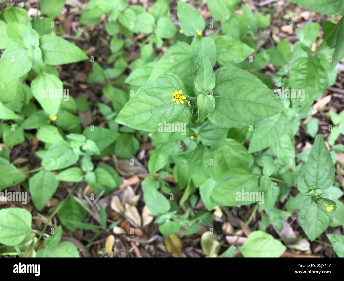 straggler daisy (Calyptocarpus vialis) Plantae Stock Photo - Alamy