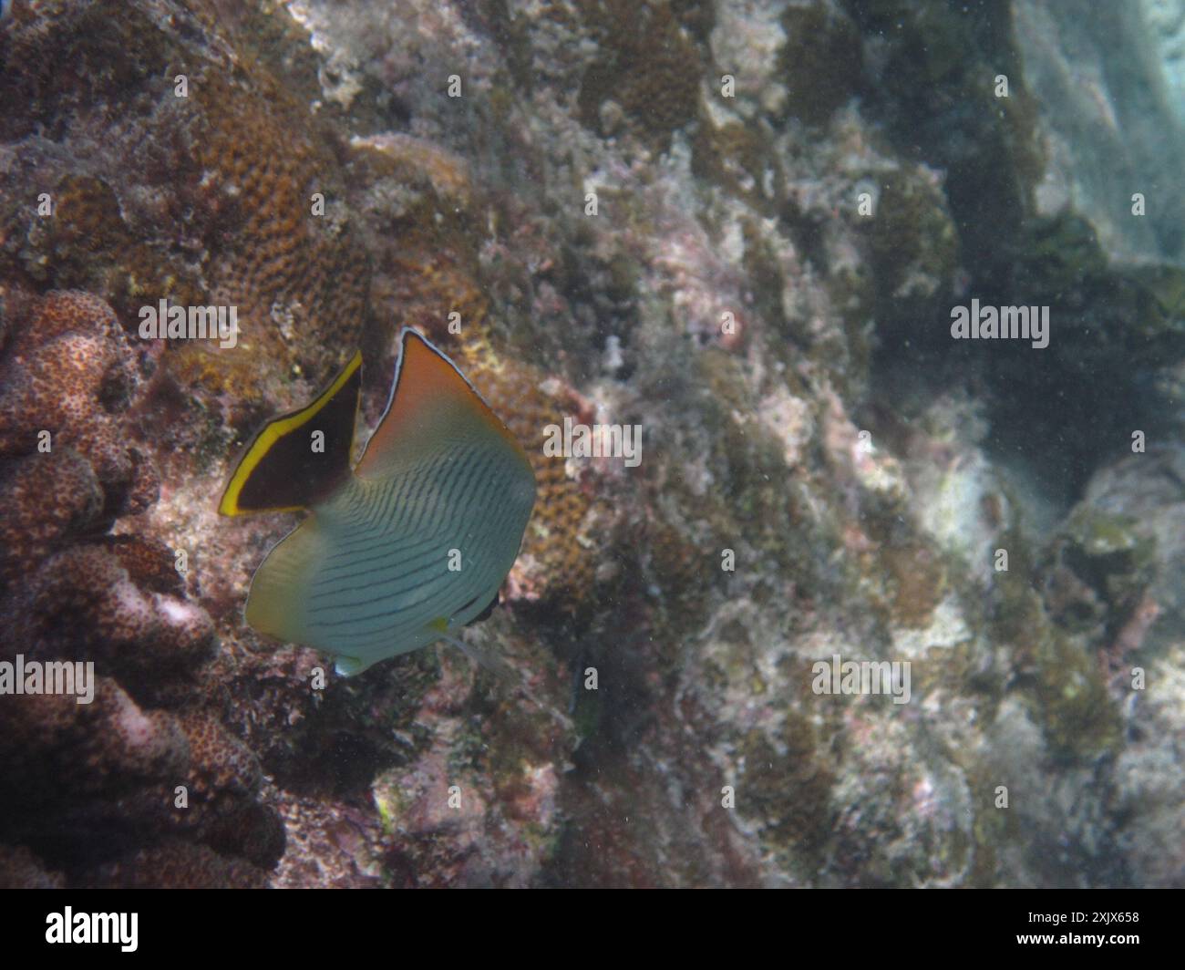 Chevron Butterflyfish (Chaetodon trifascialis) Actinopterygii Stock ...