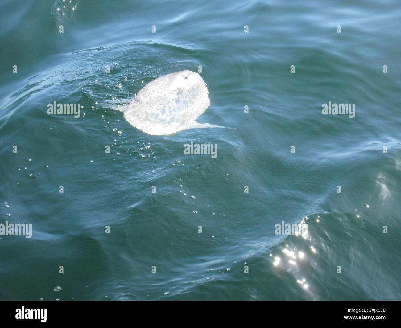 Common Mola (Mola mola) Actinopterygii Stock Photo - Alamy