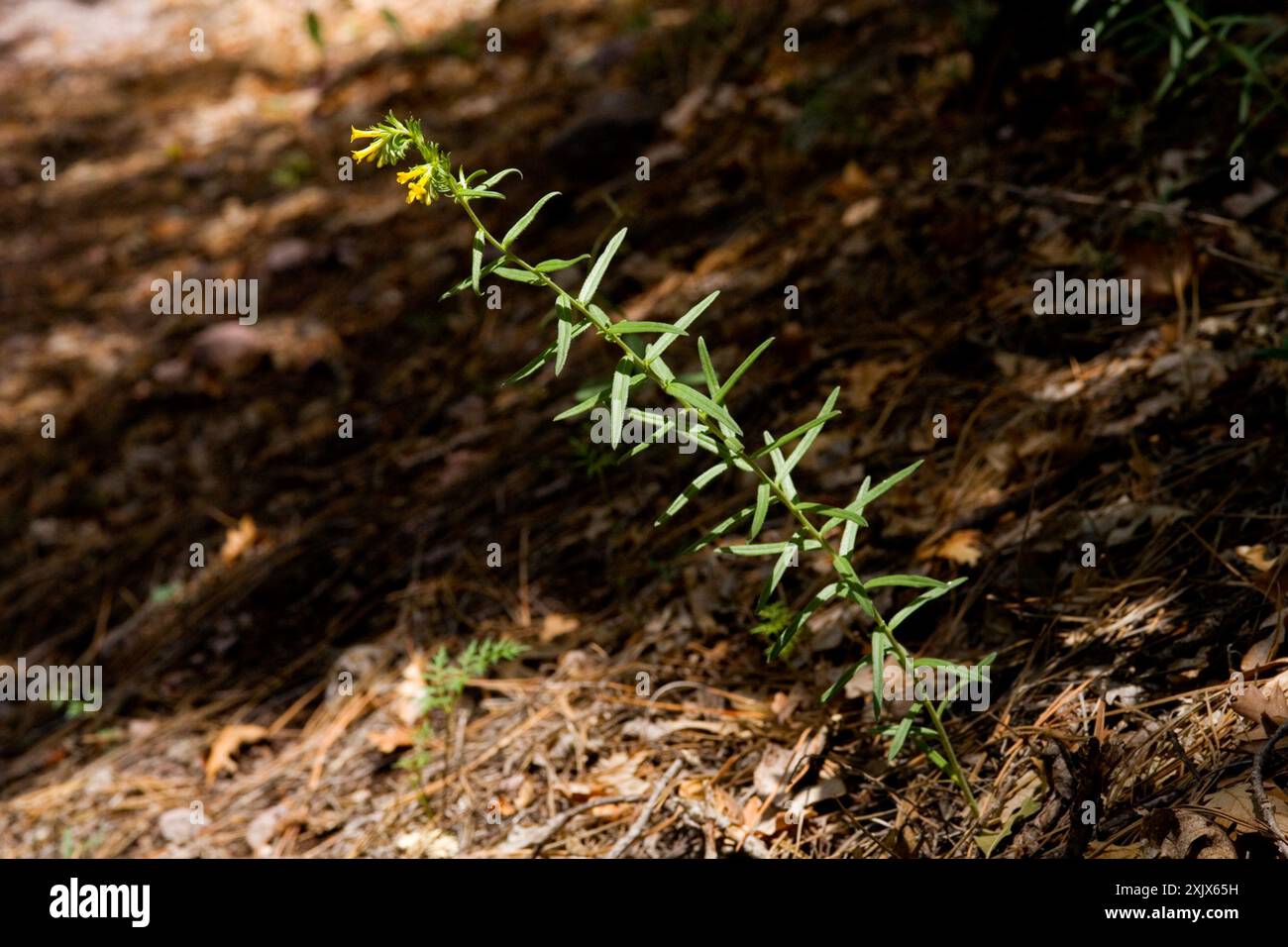 manyflowered gromwell (Lithospermum multiflorum) Plantae Stock Photo ...