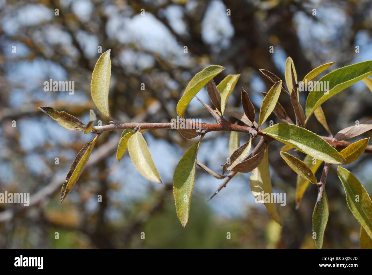 Almond-leaved pear (Pyrus spinosa) Plantae Stock Photo - Alamy