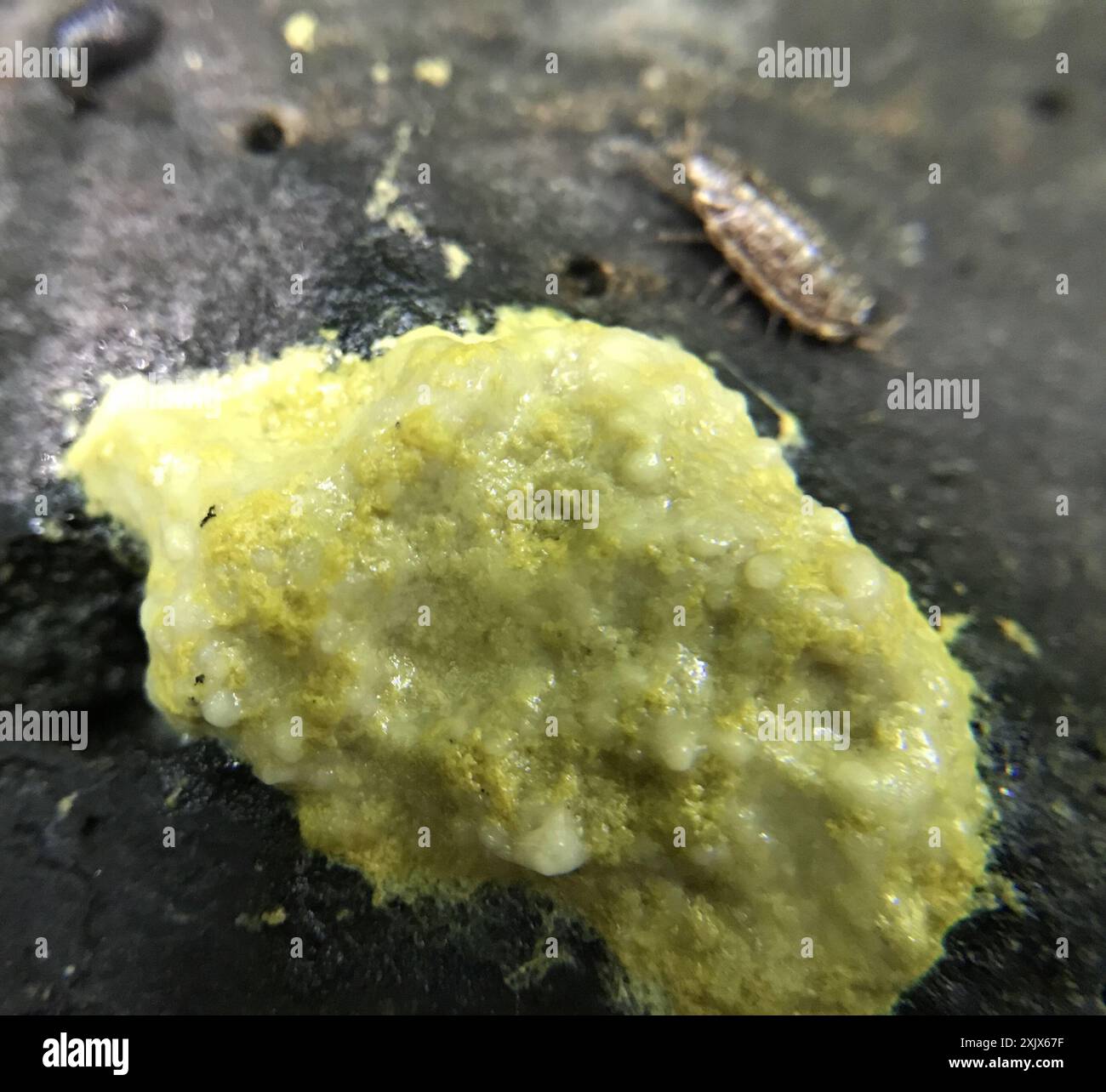 Dog Vomit Slime Mold (Fuligo septica) Protozoa Stock Photo - Alamy