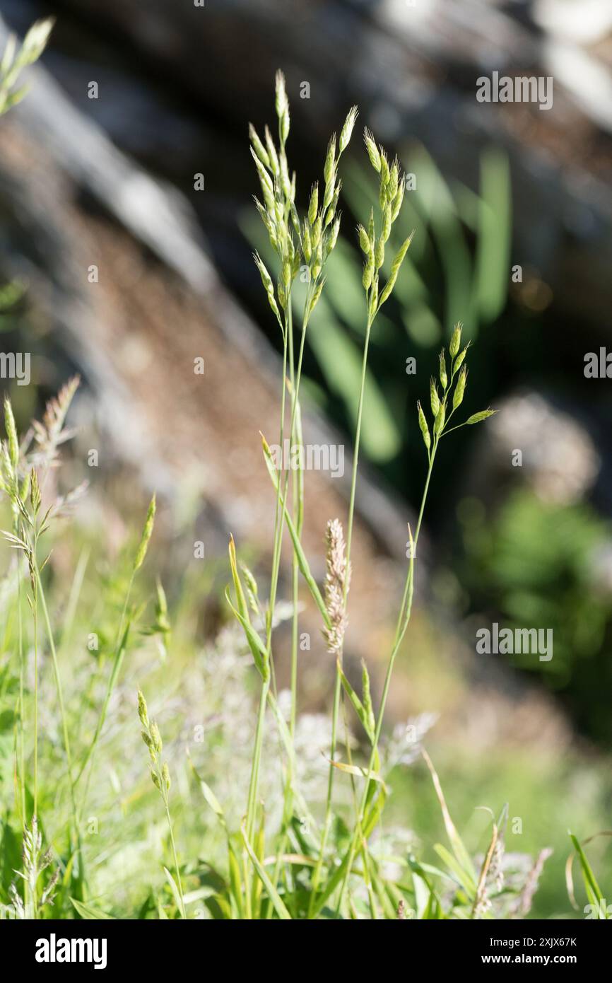 common soft brome (Bromus hordeaceus) Plantae Stock Photo - Alamy
