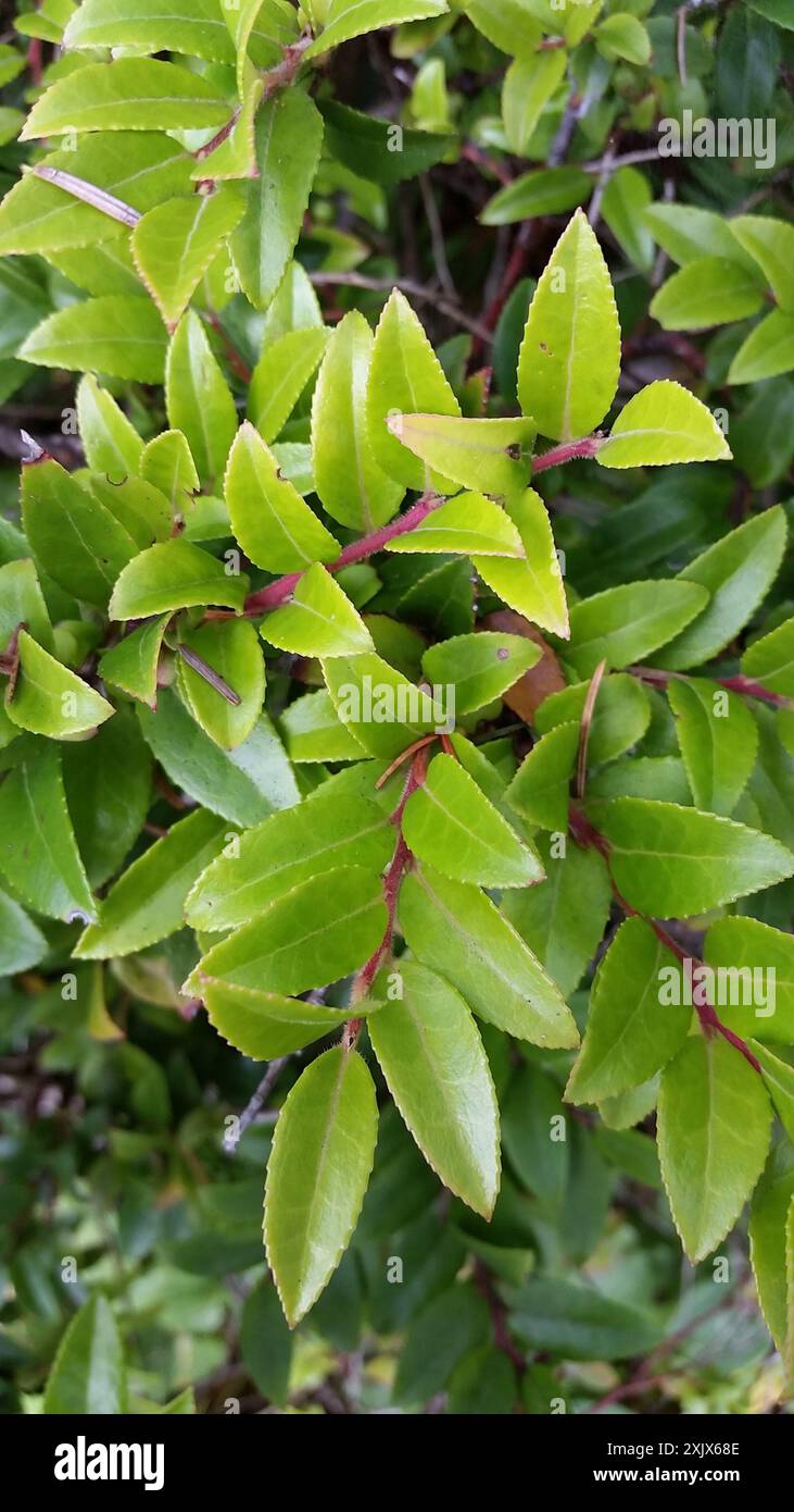 Evergreen Huckleberry (Vaccinium ovatum) Plantae Stock Photo - Alamy