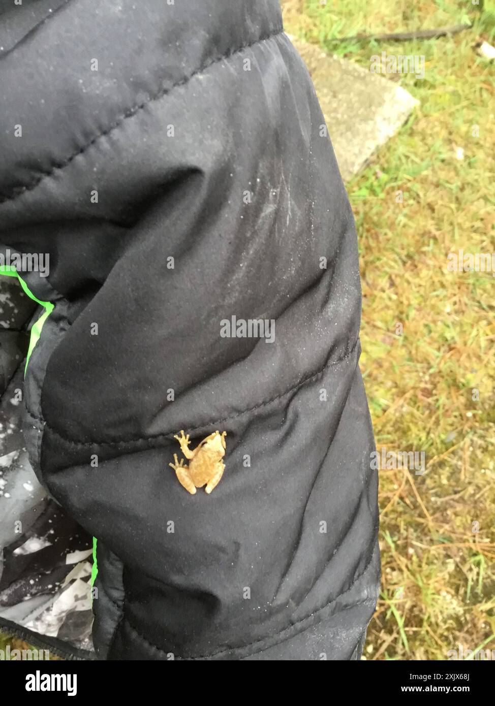 Spring Peeper (Pseudacris crucifer) Amphibia Stock Photo - Alamy