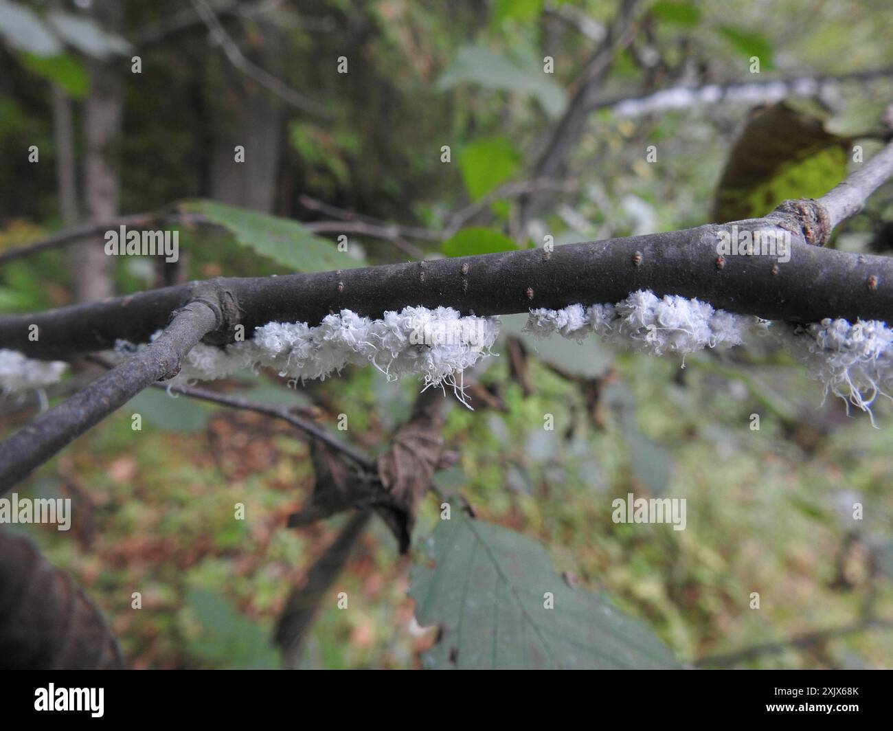 Woolly Aphids and Gall-making Aphids (Eriosomatinae) Insecta Stock ...