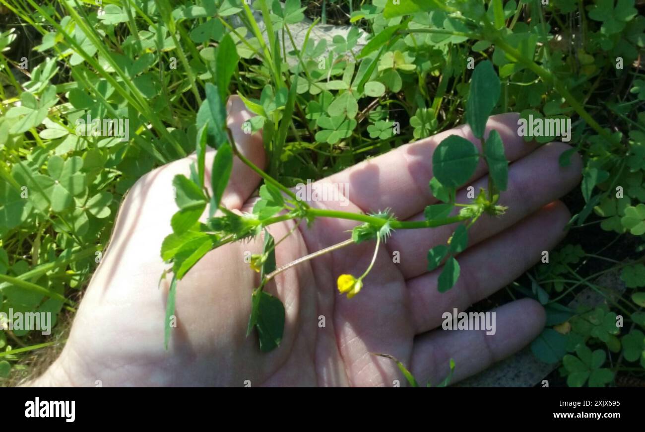 bur clover (Medicago polymorpha) Plantae Stock Photo - Alamy