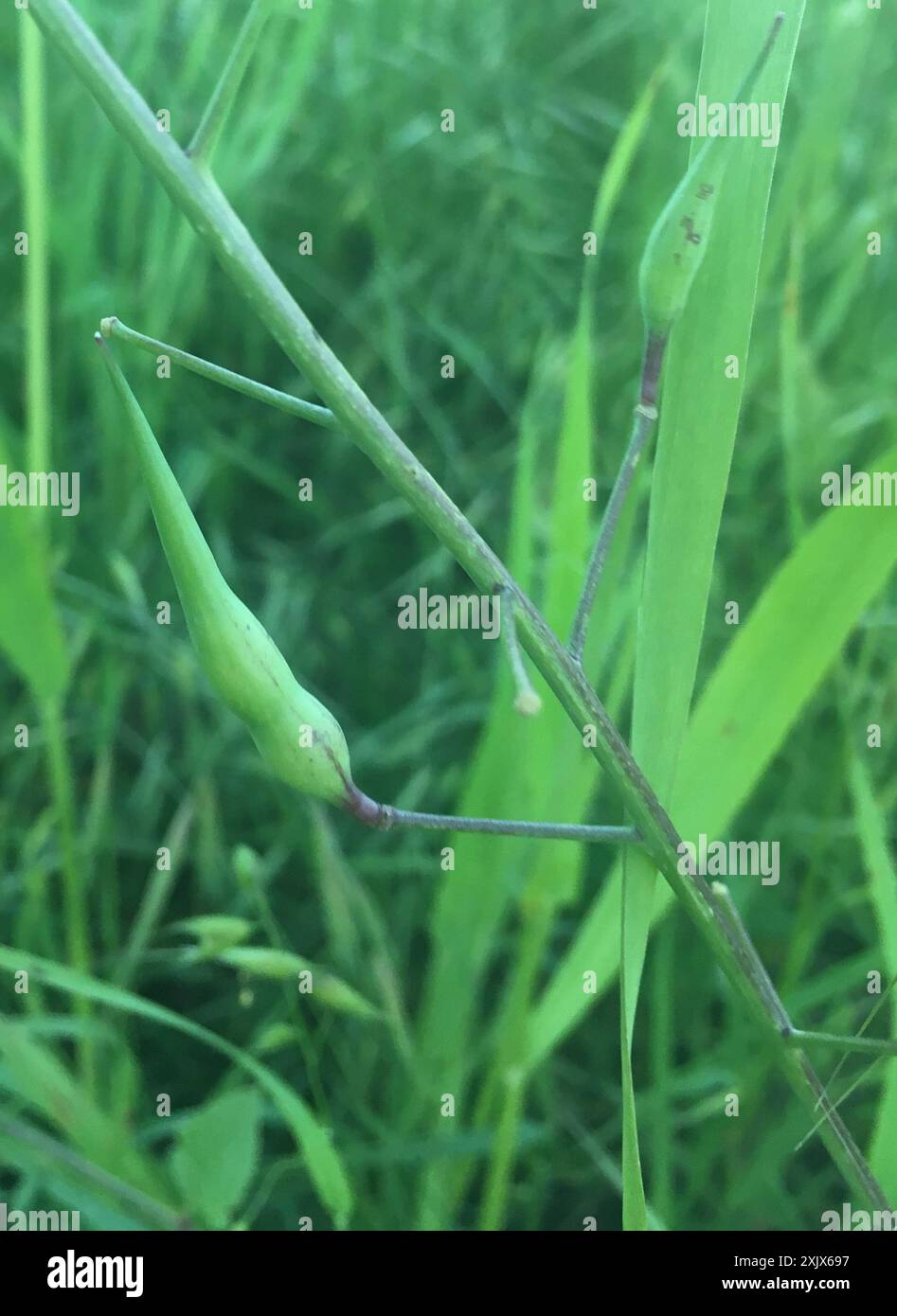 wild and domestic radish (Raphanus raphanistrum sativus) Plantae Stock ...