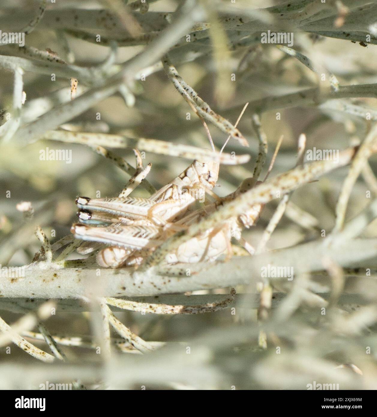 Spur-throated Grasshoppers (Melanoplinae) Insecta Stock Photo - Alamy